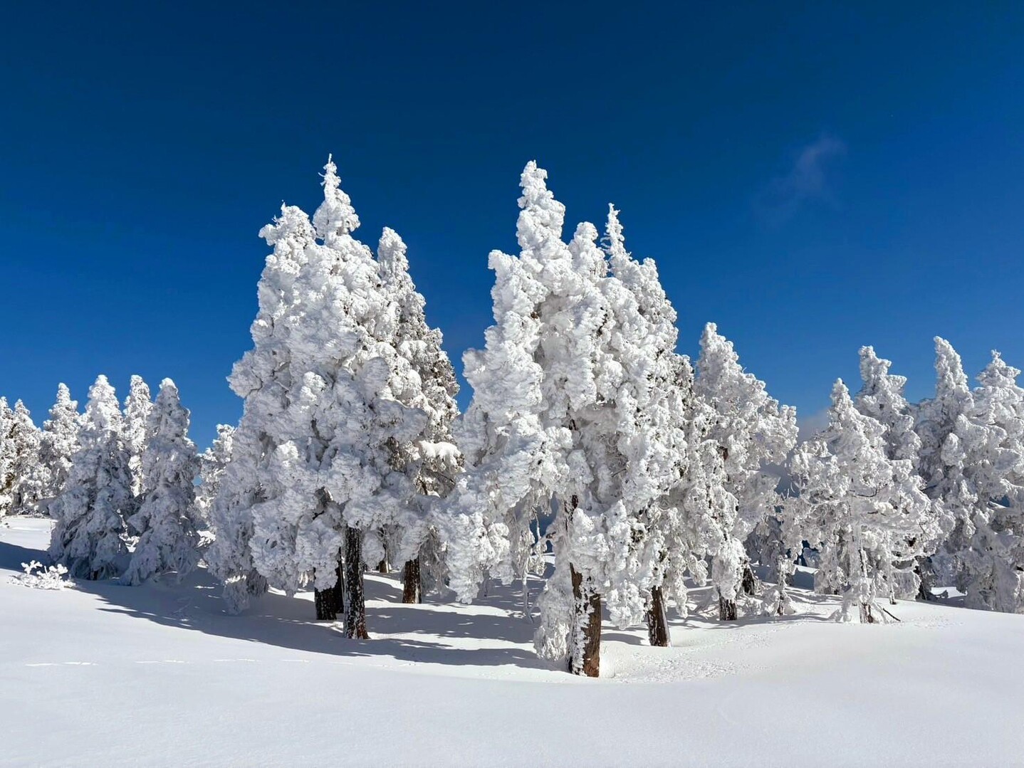 雪の氷ノ山 ️ 景色に癒され、 みんなに... / masuさんのモーメント | YAMAP / ヤマップ