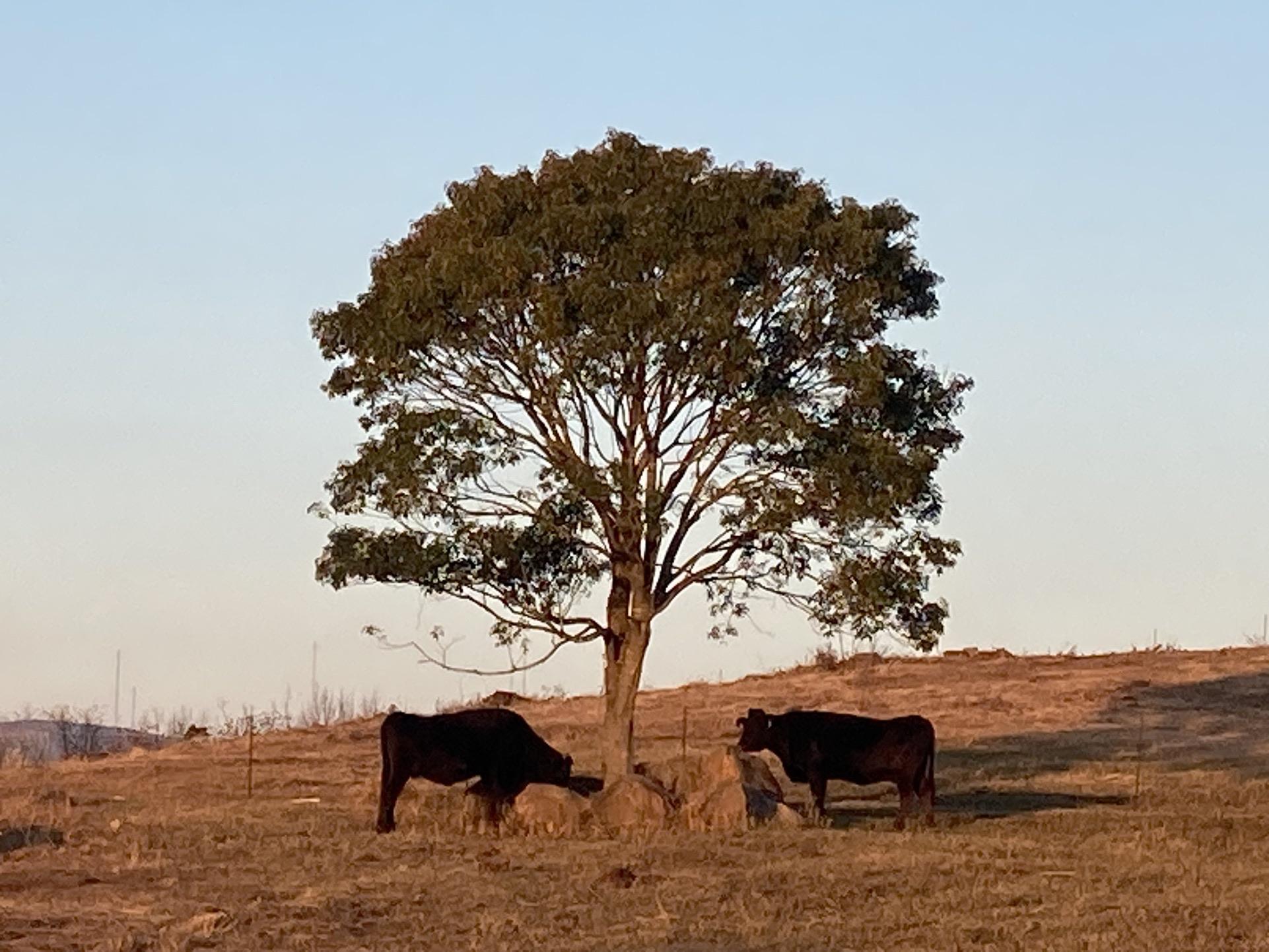 コールドムーン その前に ️ 今朝の満... / hideさんのモーメント | YAMAP / ヤマップ