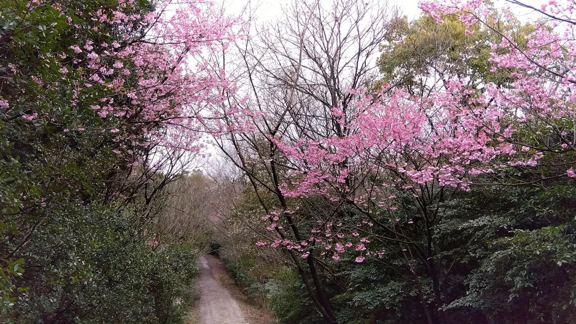 金子山 三角点 / maoさんの四国遍路その17の活動データ | YAMAP / ヤマップ