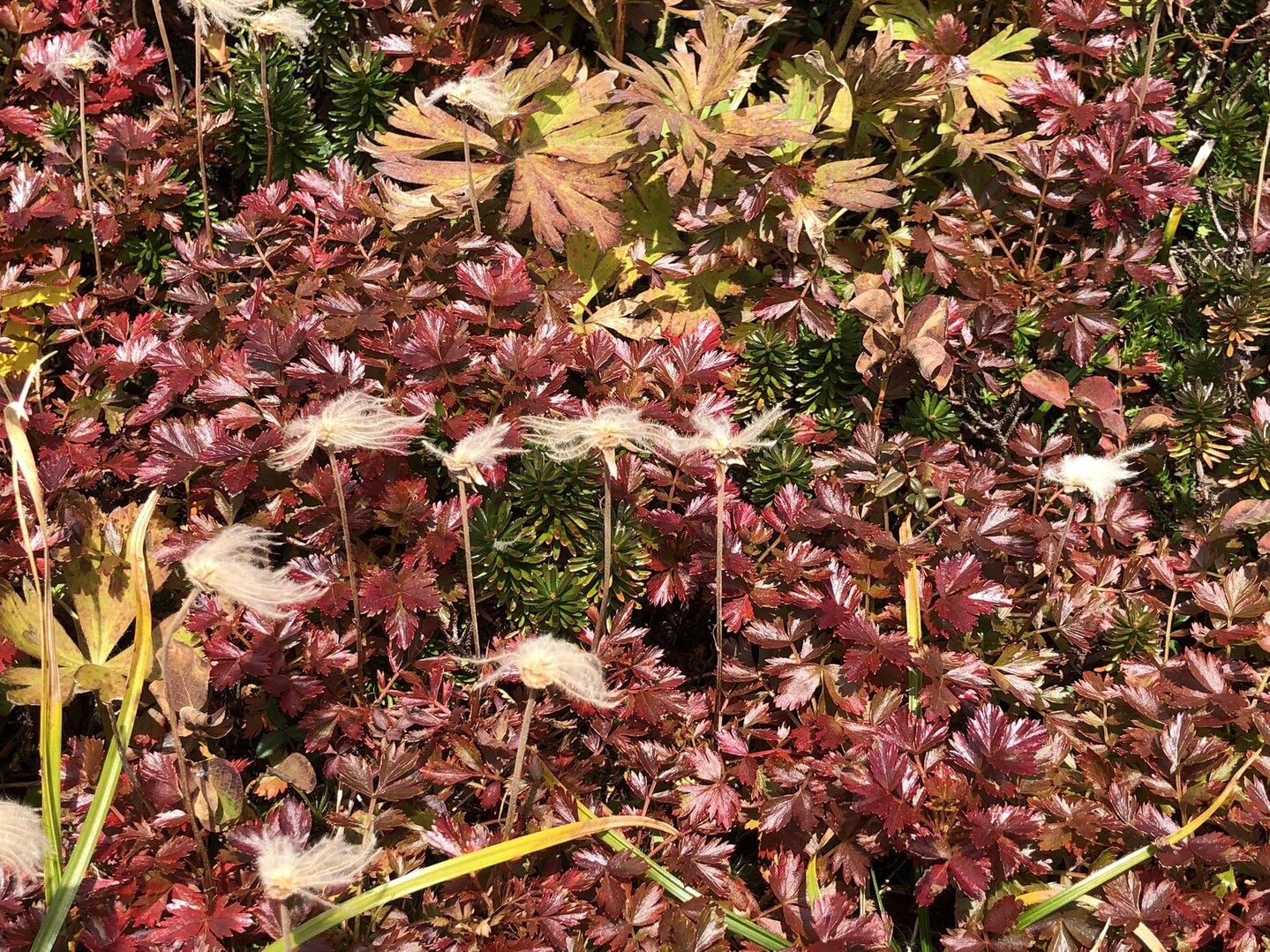 美しく燃える秋～富良野岳ぐるり～ / taikaと銀子さんの十勝岳・富良野岳・美瑛岳の活動データ | YAMAP / ヤマップ