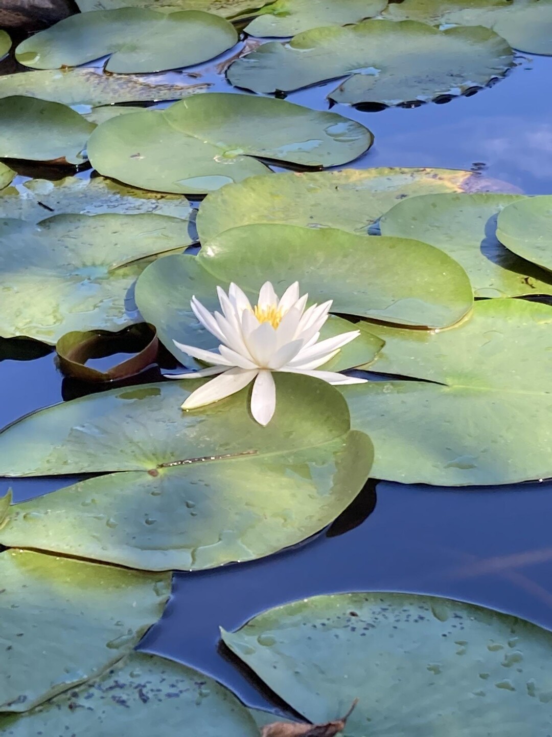 地獄谷から横池 / marukoさんの六甲山・長峰山・摩耶山の活動データ | YAMAP / ヤマップ