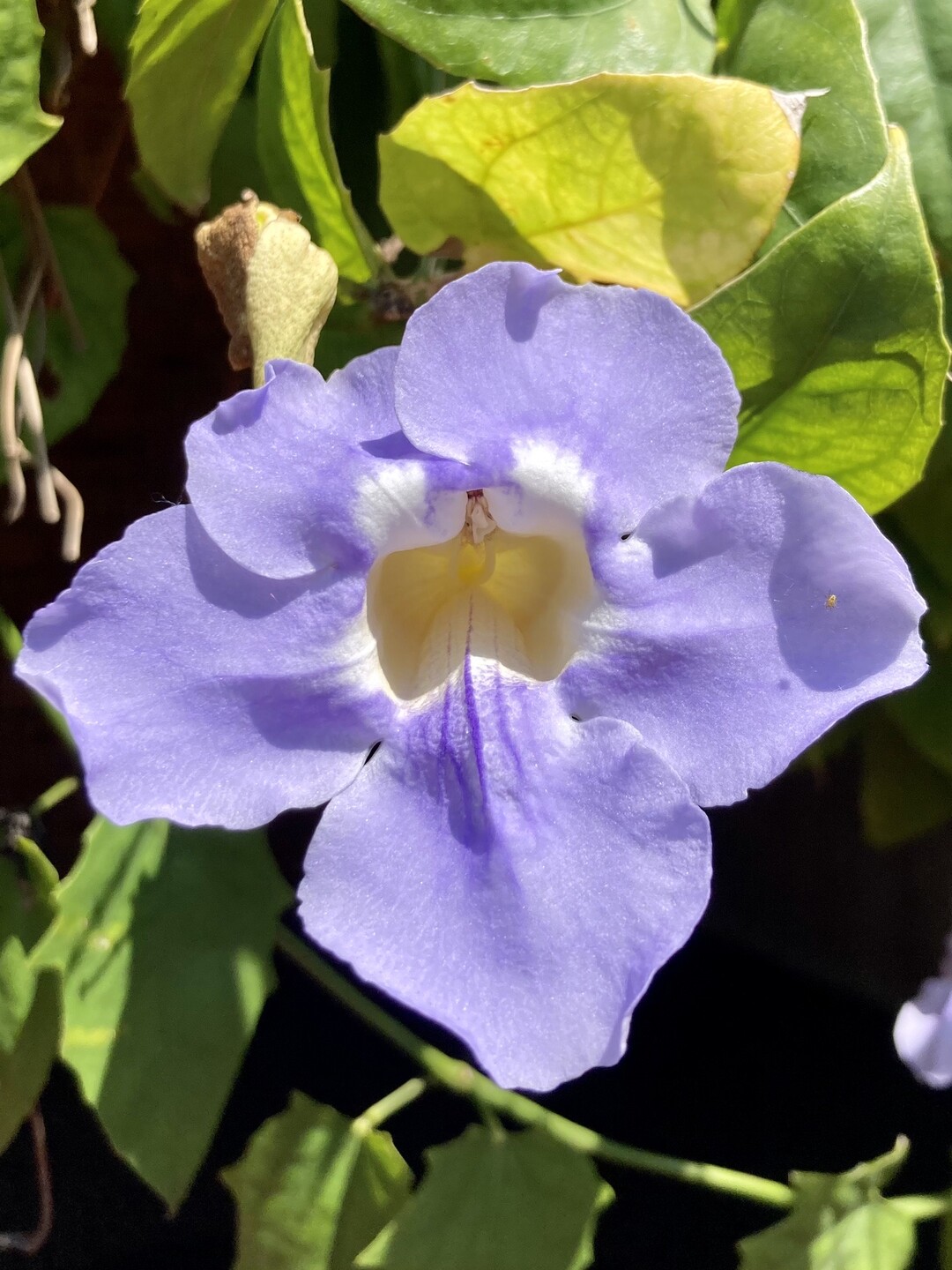 ここ沖縄に咲く花々を撮ってみました🌸そ... / Rocheさんのモーメント | YAMAP / ヤマップ