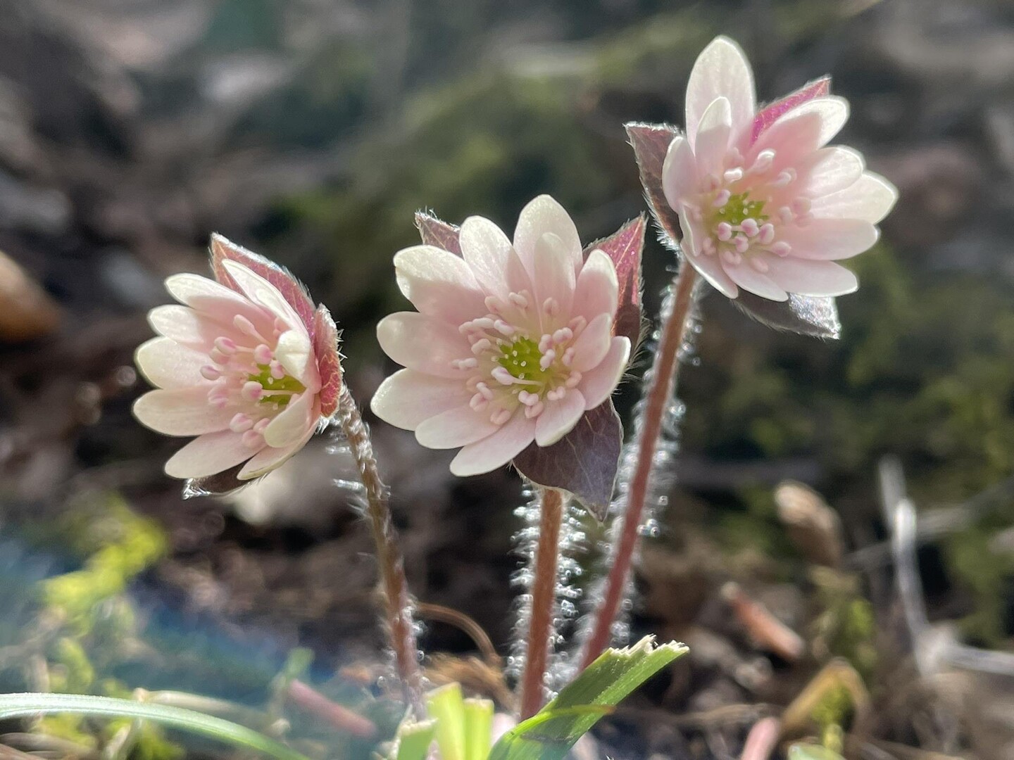 初めまして青葉山☺️ / otaksaさんの青葉山の活動データ | YAMAP / ヤマップ