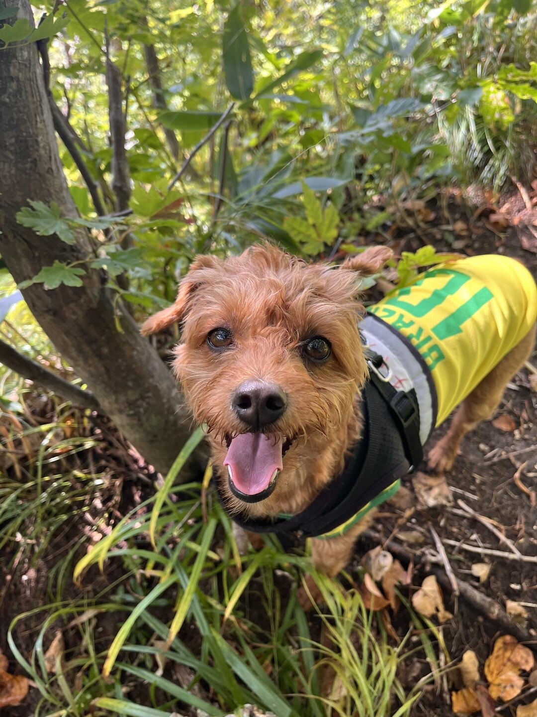 P記念🐕犬活でカタイシヤマ / minotさんの硬石山の活動データ | YAMAP / ヤマップ