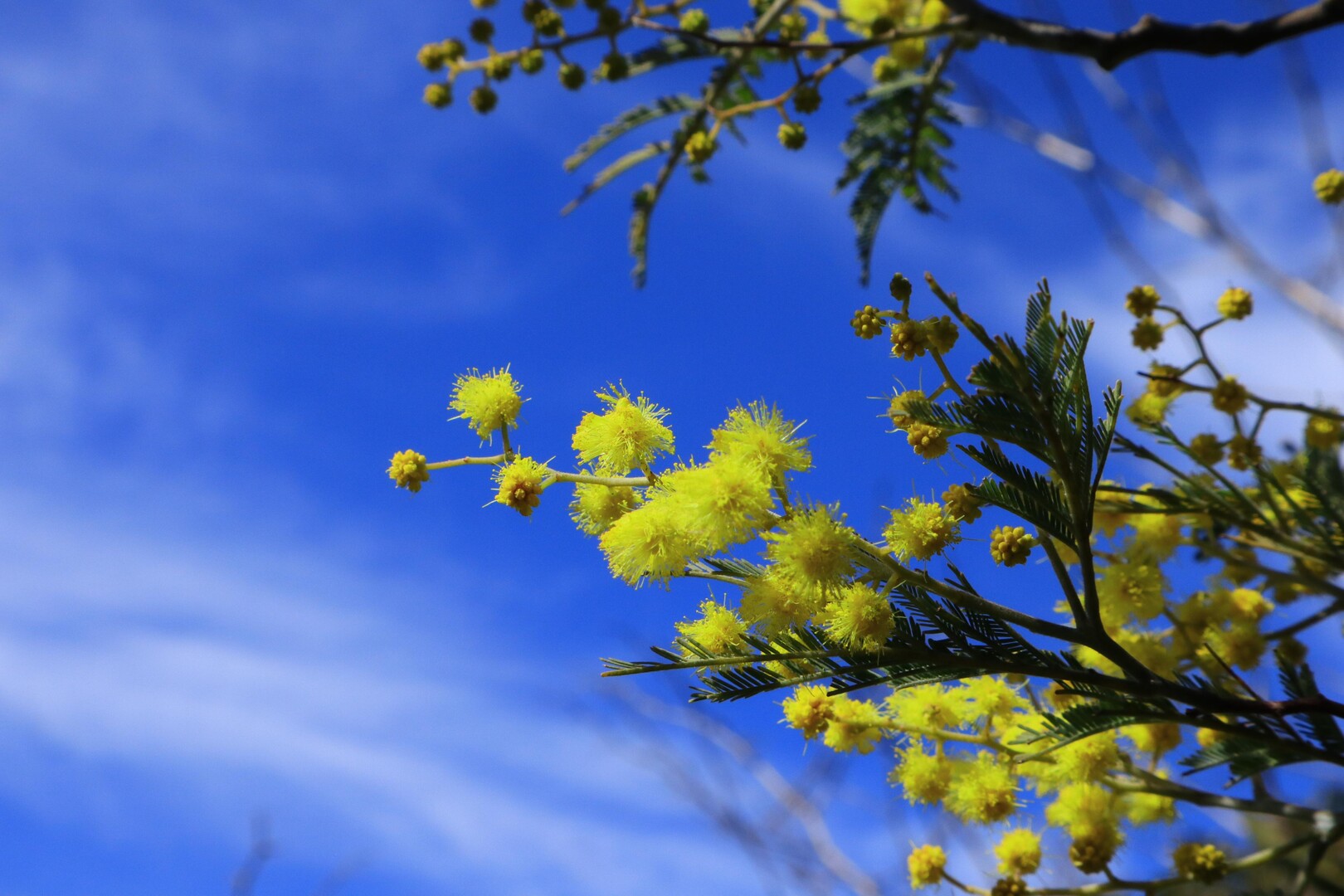 ミモザが咲き始めていた安芸小富士・下高山24.18 / カブさん(CUB主)さんの安芸小富士・似島の活動データ | YAMAP / ヤマップ