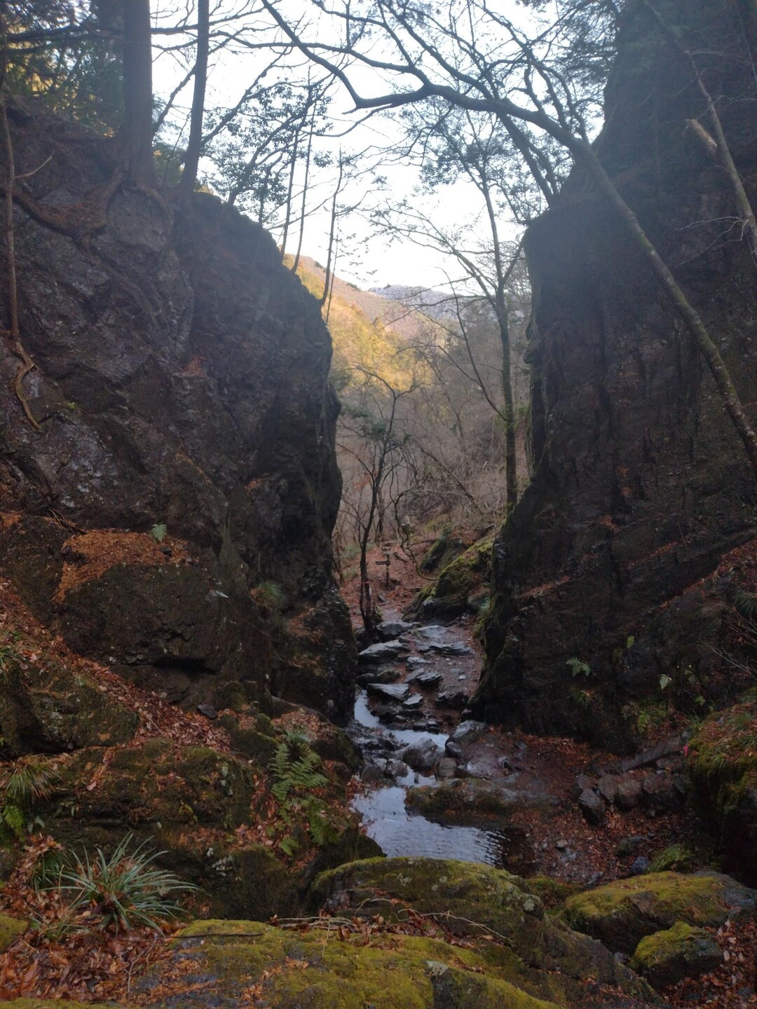 🌸Mt.Bonooreyama⚡ / 🌸Springthunders⚡さんの棒ノ折山（棒ノ嶺）の活動データ | YAMAP / ヤマップ