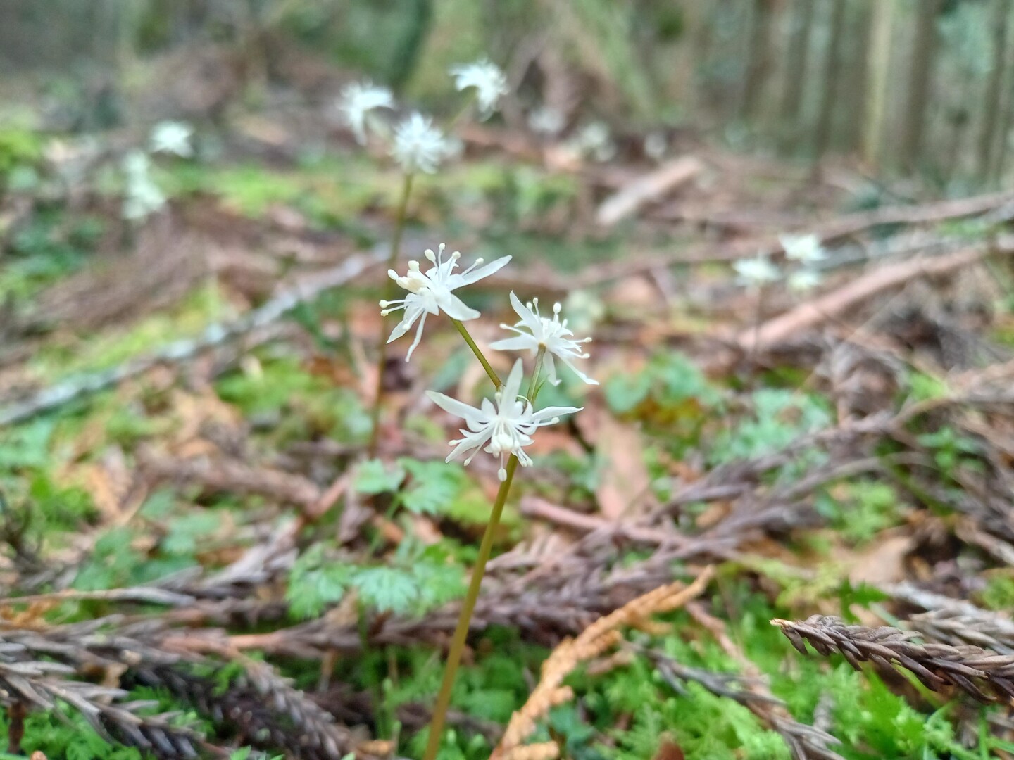 セリバオウレン群生🌼🌼🌼 納古山 / Homanさんの納古山の活動データ | YAMAP / ヤマップ