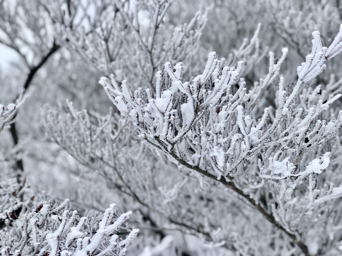 白い恋人💕 君の中には僕がいるか？ ... / 登 人 《 ITC-ONE 》さんのモーメント | YAMAP / ヤマップ