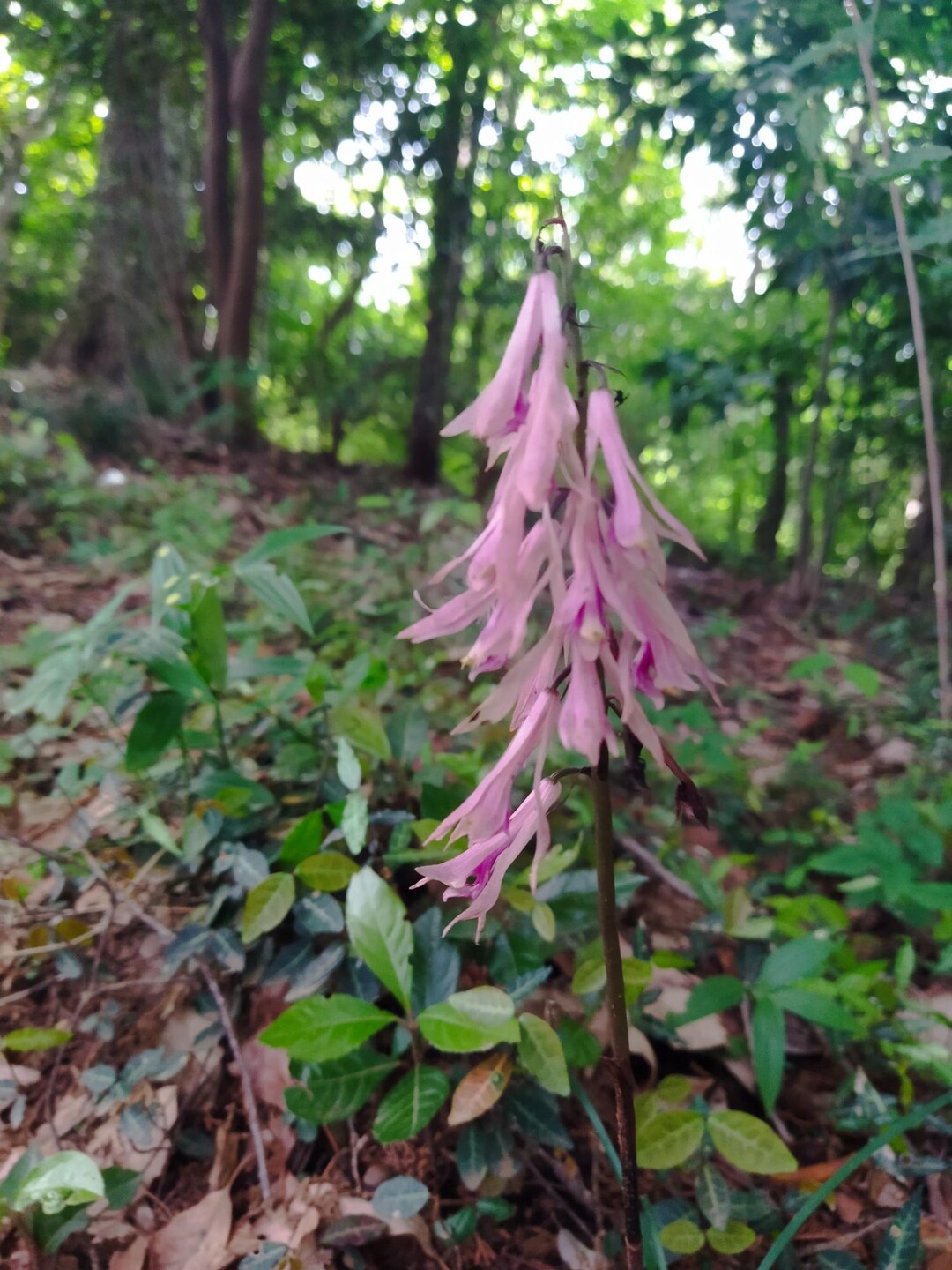 おはようございます 南高尾にて サイハイ... / てくてくやまさんさんのモーメント | YAMAP / ヤマップ