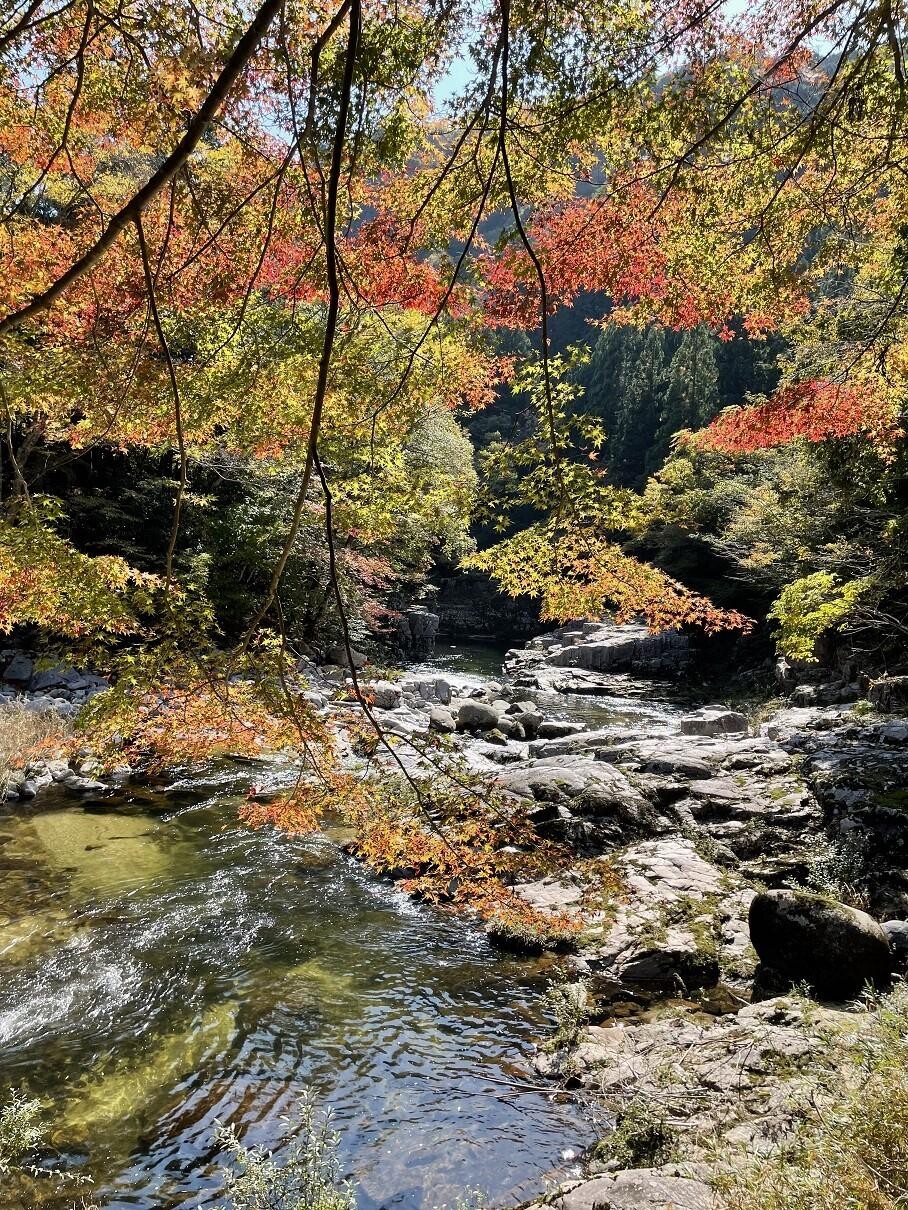 奥津渓八景の紅葉始まり＆奥津湖のお花畑 / Denaliさんの泉山・井水山・黒沢山の活動データ | YAMAP / ヤマップ