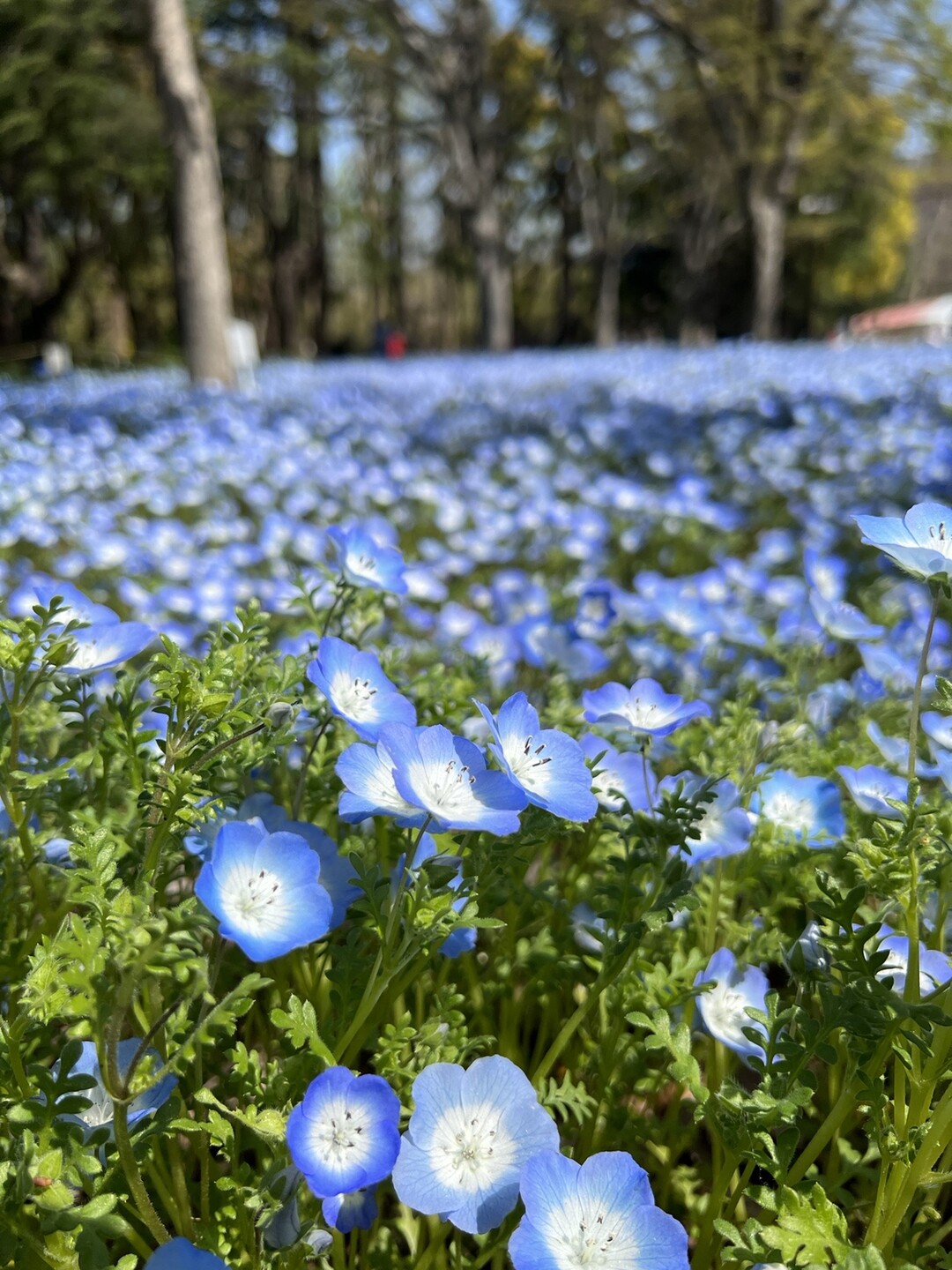 今日、日比谷公園にて / hanさんのモーメント | YAMAP / ヤマップ