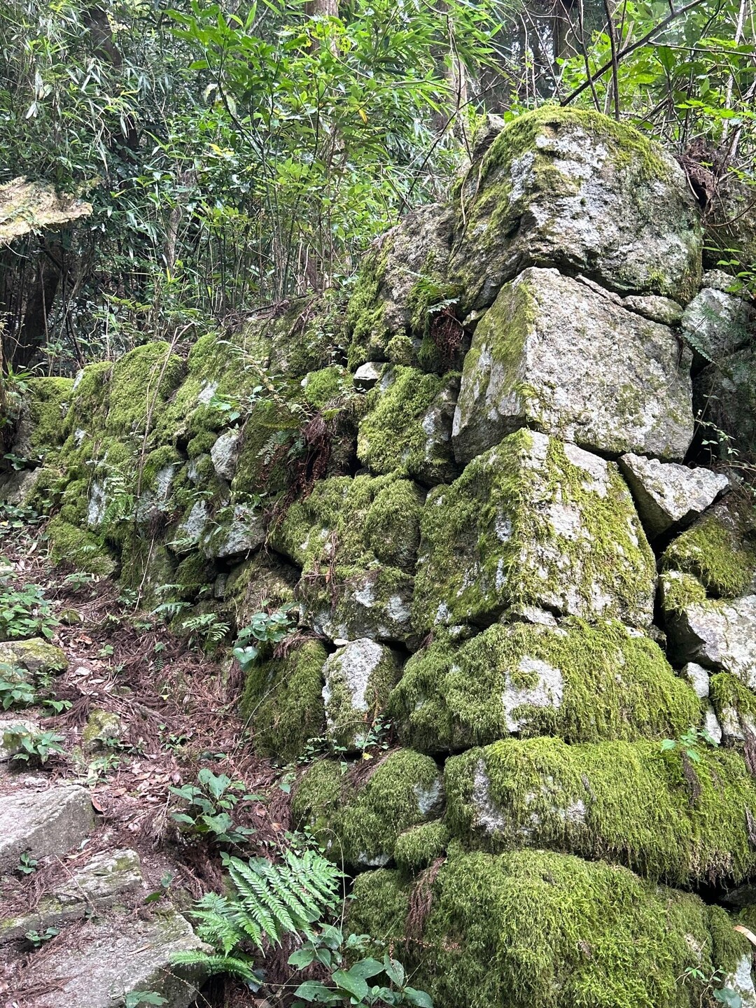 B面宝満山から三郡山ピストン / yes_csさんの宝満山・三郡山・若杉山の活動日記 | YAMAP / ヤマップ
