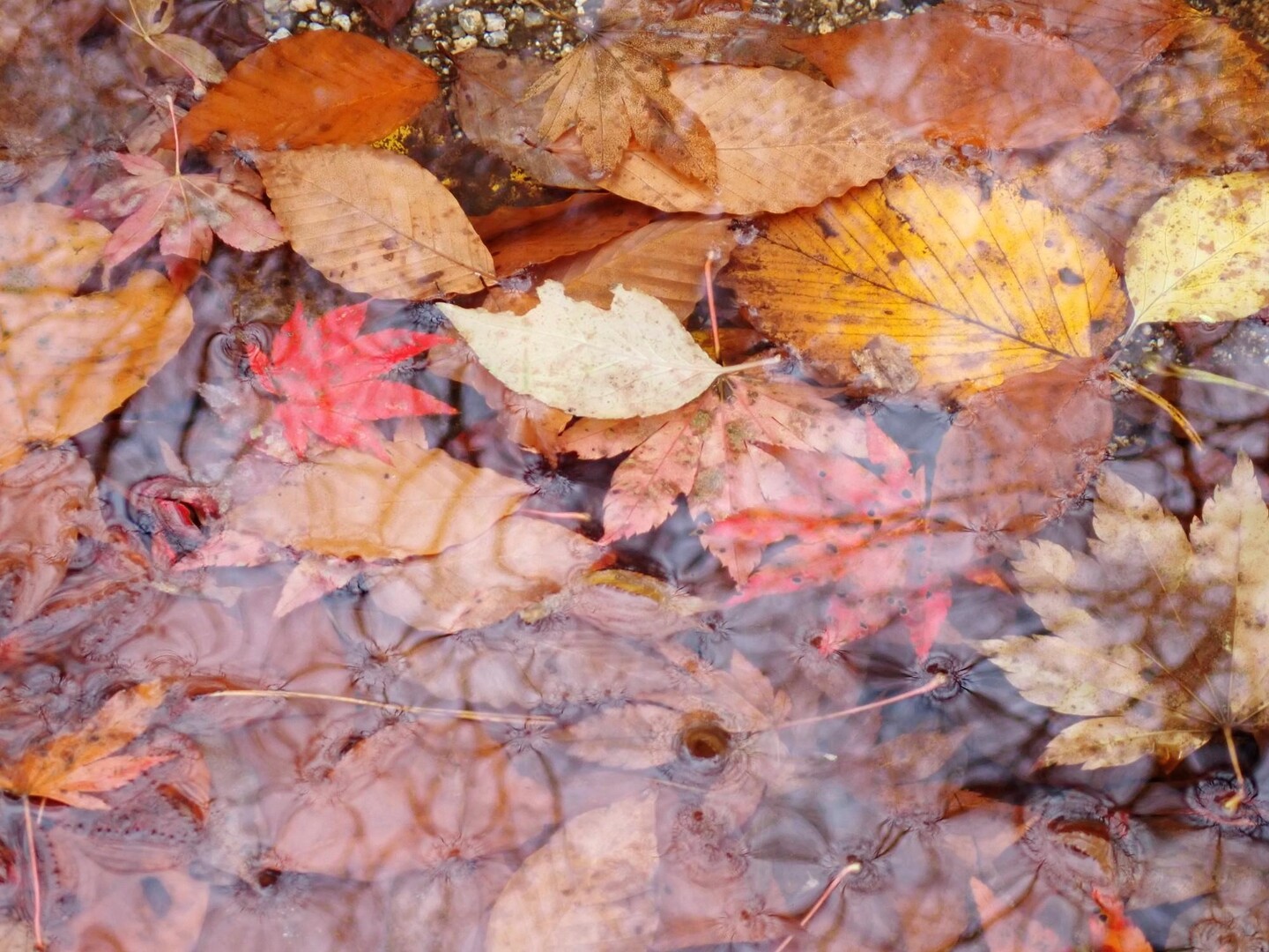 晩秋の武奈ヶ岳🍁🍂 / kayo♪さんの比良山地・武奈ヶ岳・釈迦岳の活動データ | YAMAP / ヤマップ