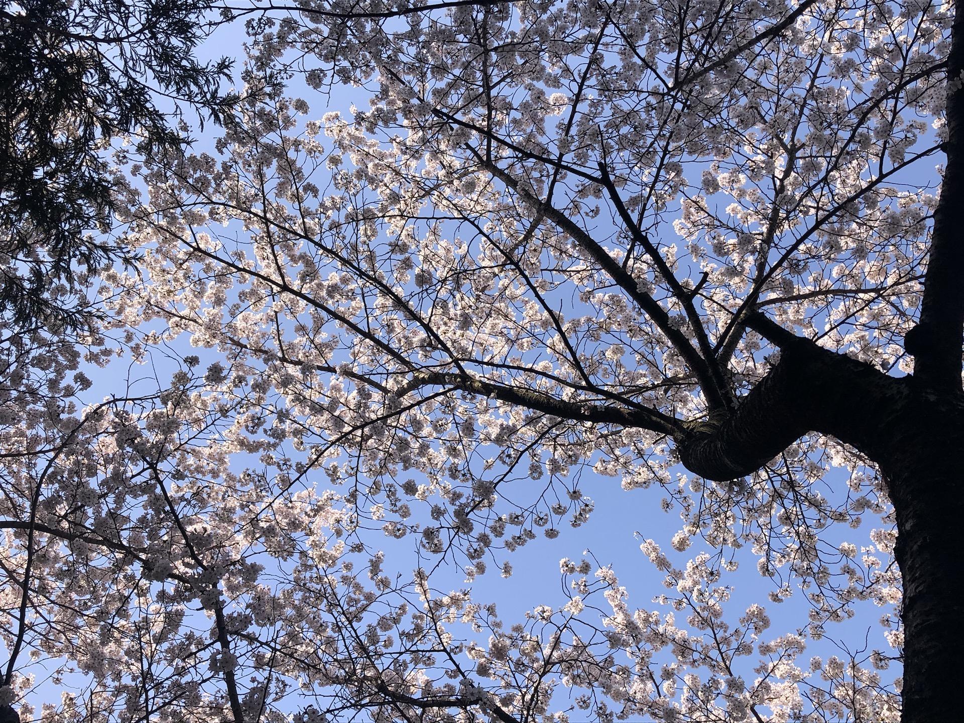 高縄山の桜が見たくて🌸 / Malorinさんの高縄山・大月山・北三方ヶ森の活動データ | YAMAP / ヤマップ