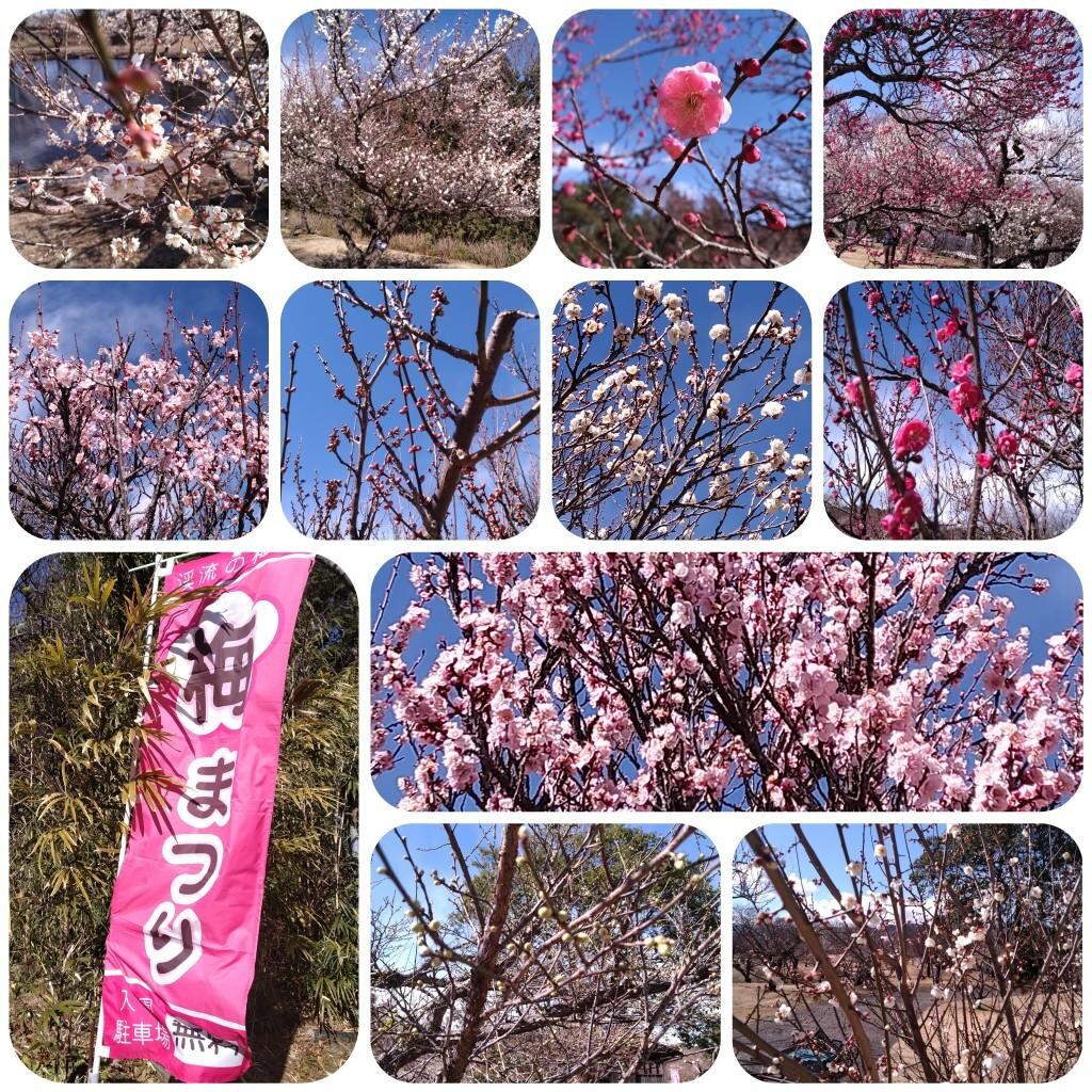 WLK🚶‍♀：小田原フラワーガーデン🌸 / のりさんの小田原市の活動データ | YAMAP / ヤマップ