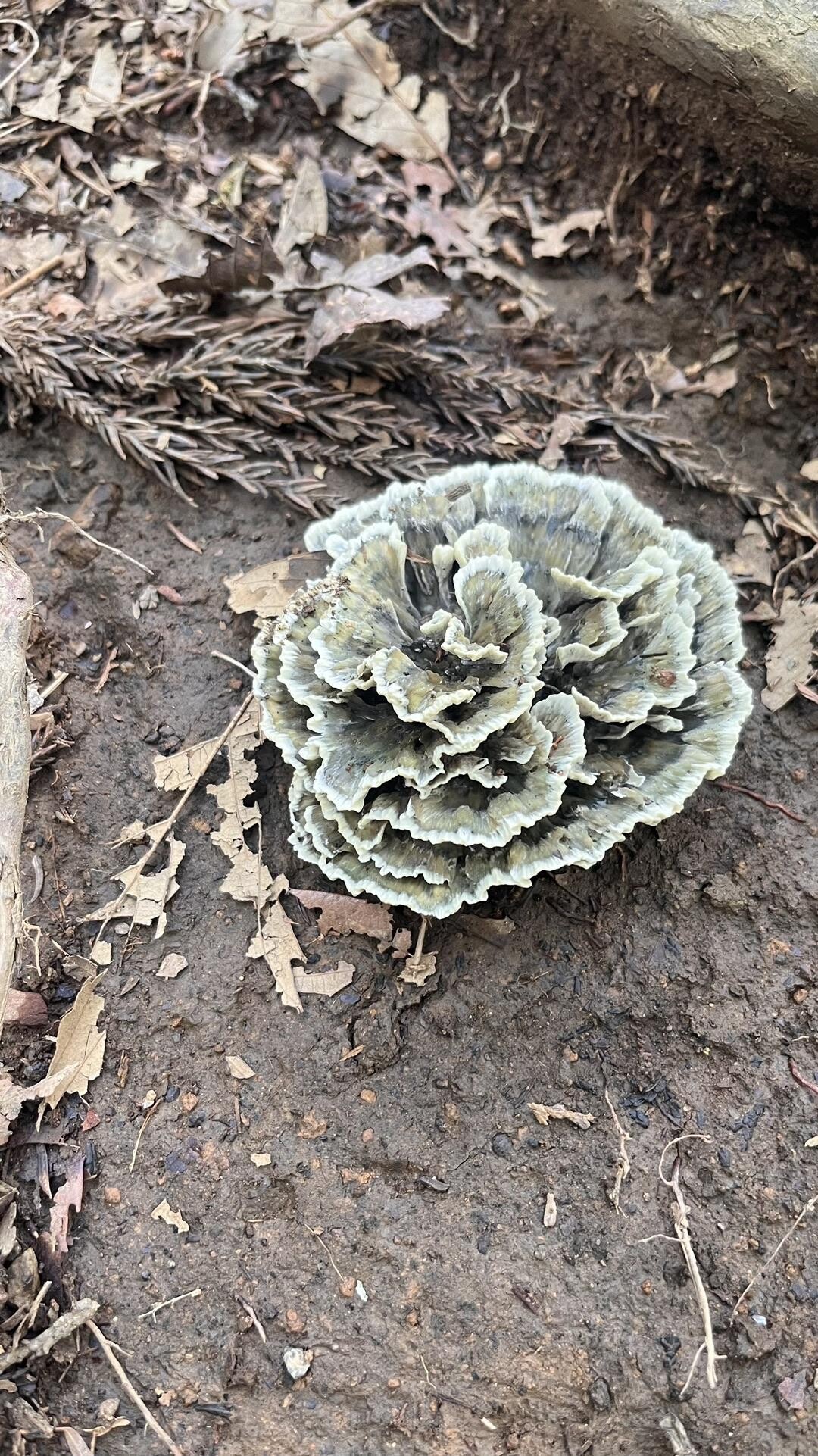 愛宕山・鋸山・オキノ中岩山・中岩山・トバノ岩山・大岳山・御岳山 / Lee Vickyさんの大岳山・御岳山・御前山の活動データ | YAMAP / ヤマップ