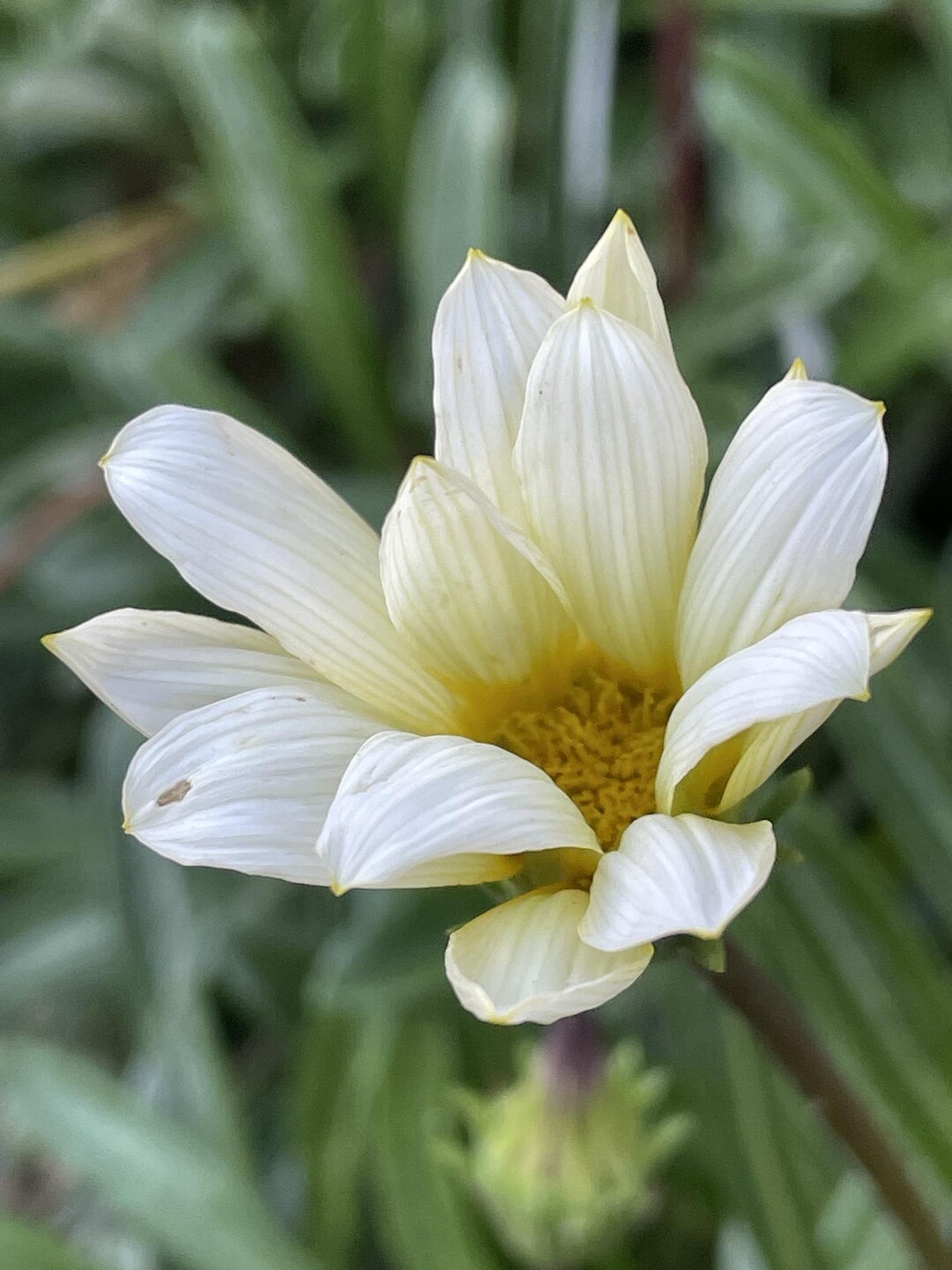 寄り道GP⛩️ / sayoさんの松戸市の活動データ | YAMAP / ヤマップ