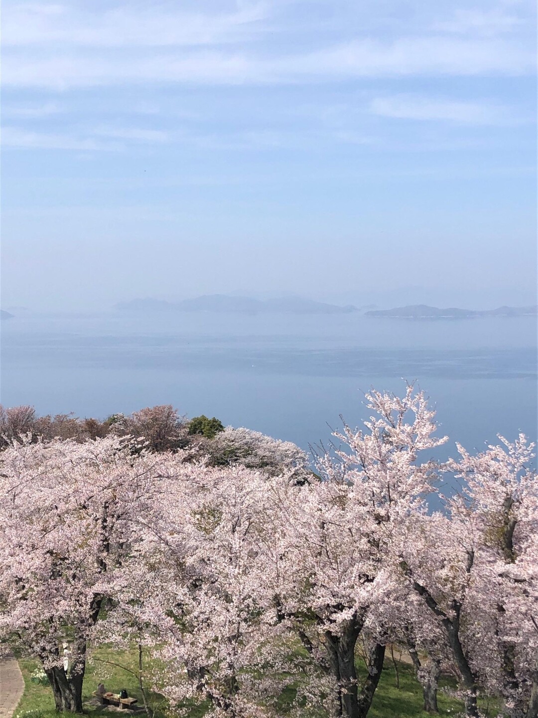 桜満開の紫雲出山 / shu_oさんのウォーキングの活動データ | YAMAP / ヤマップ