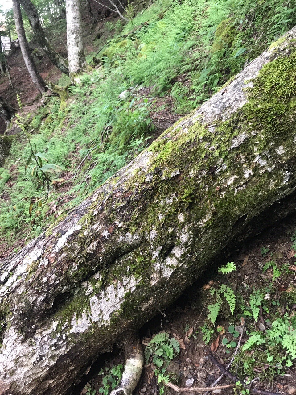 minaさんの投稿したフィールドメモ | YAMAP / ヤマップ