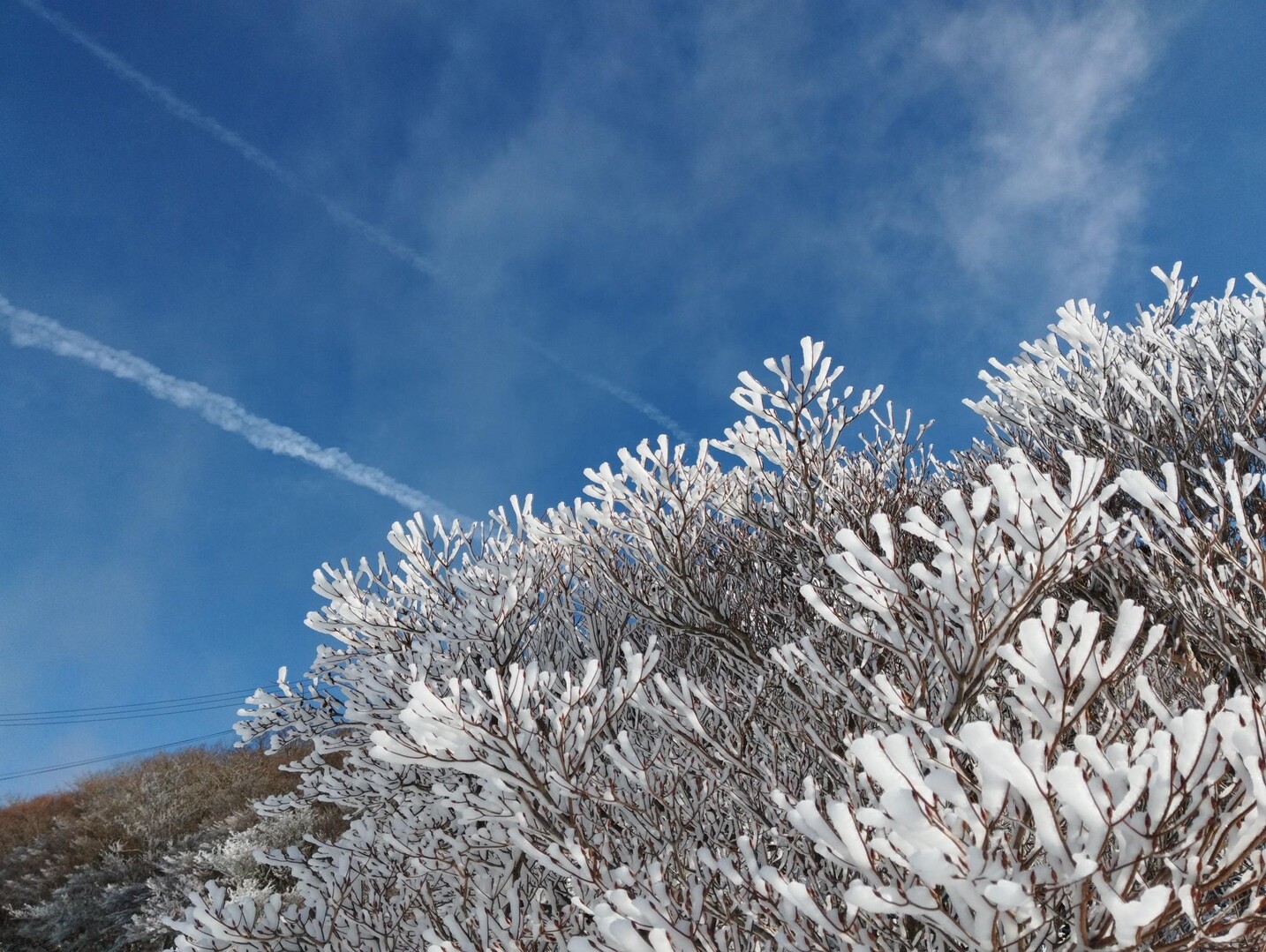御在所岳と霧氷と飛行機雲〜中道⤴御在所岳・国見岳⤵国見尾根〜 / Heart Goldさんの御在所岳（御在所山）・雨乞岳の活動データ | YAMAP / ヤマップ