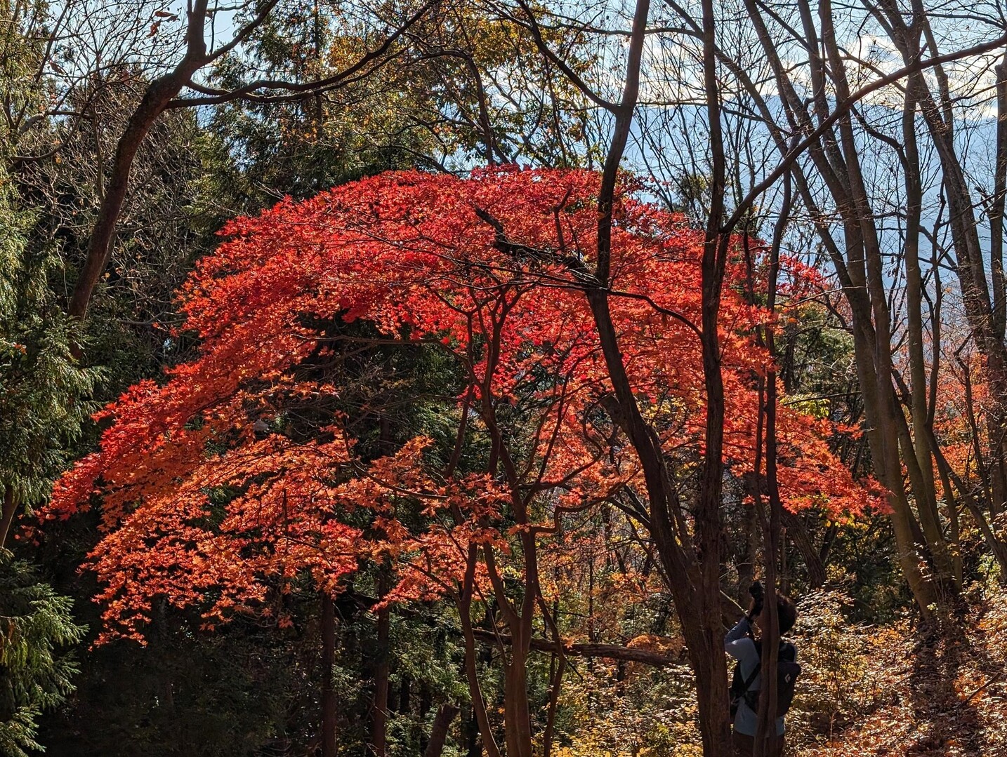 前原山・破風山 / toyokunさんの城峯山・破風山の活動データ | YAMAP / ヤマップ