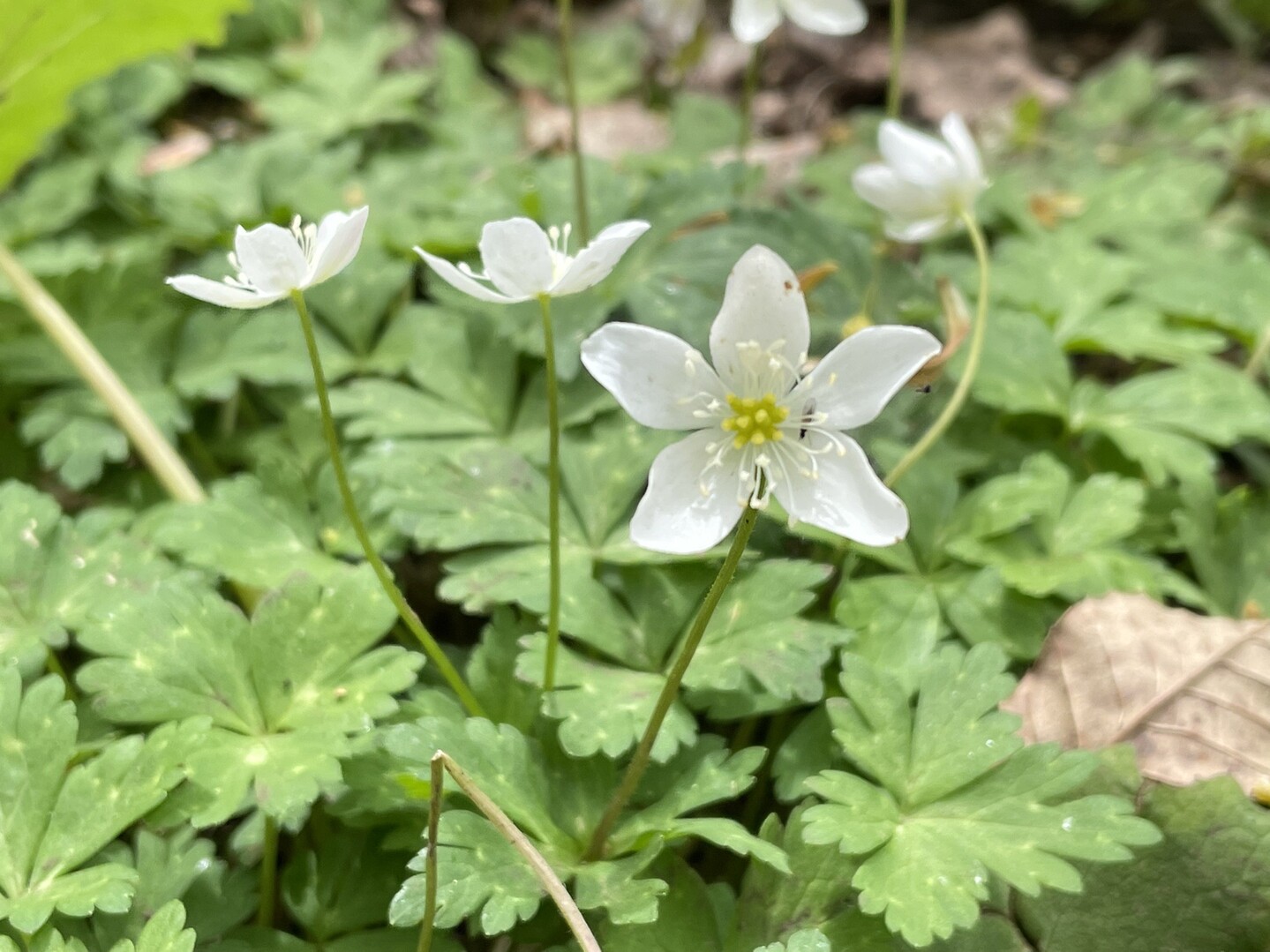 2022.05.19(木) 22:06 / ケロケロ🐸🐸🐸さんのモーメント | YAMAP / ヤマップ