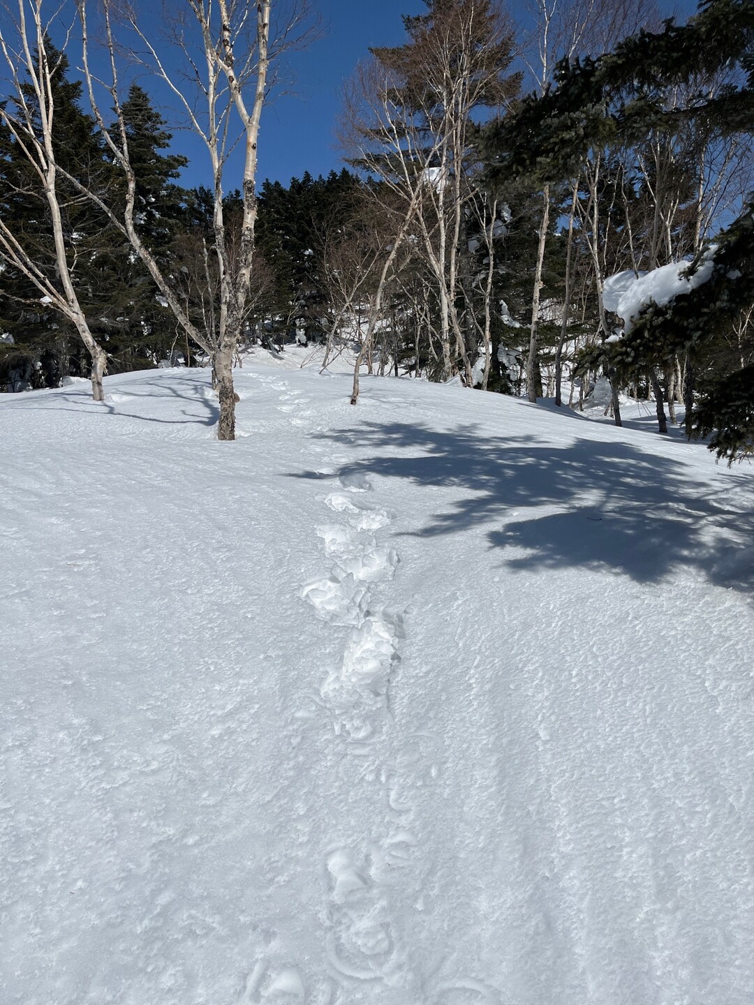 輝山〜💦💦のご褒美は絶景🏔 / clearkkさんの乗鞍岳の活動データ | YAMAP / ヤマップ
