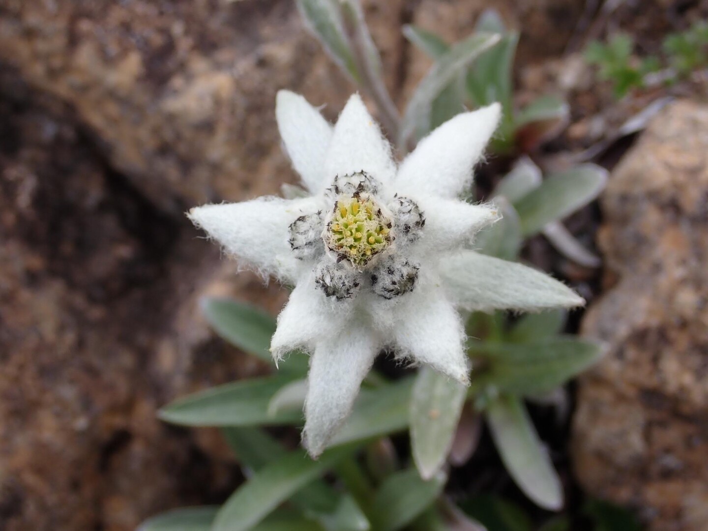 早池峰山 / suzurecoさんの早池峰山・薬師岳・鶏頭山の活動データ | YAMAP / ヤマップ