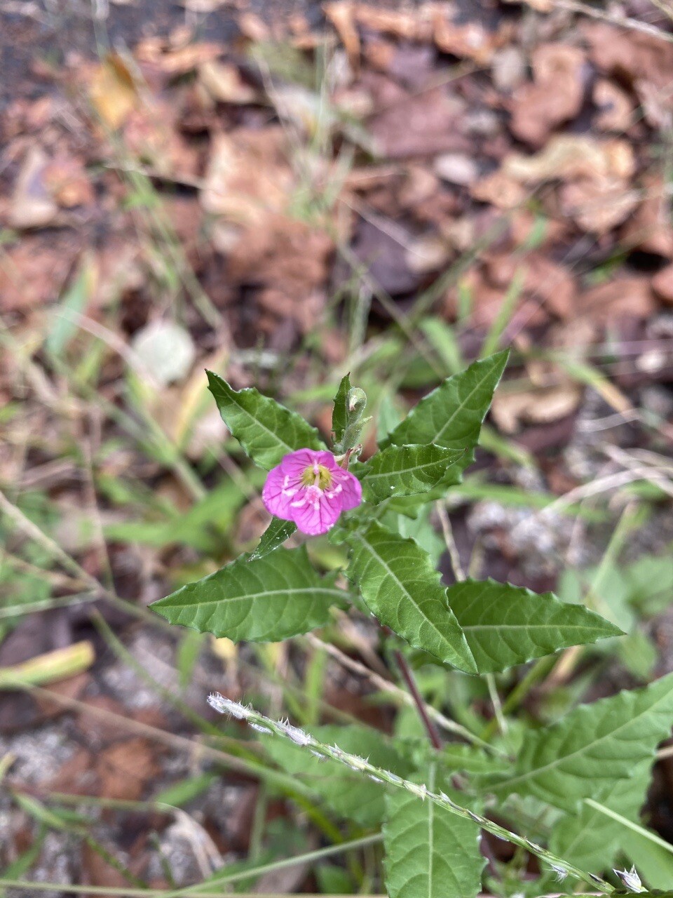 結局、山には行けず⛰😭 頭がふらふら、... / dante99さんのモーメント | YAMAP / ヤマップ