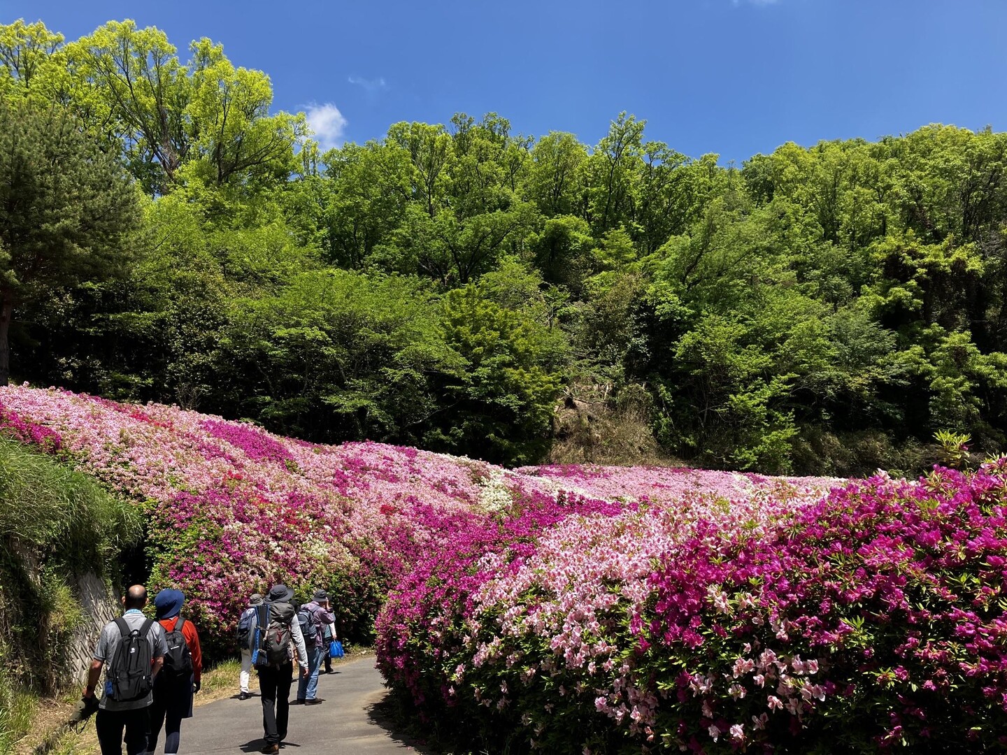 ツツジロール / chikaさんの生駒山・神津嶽・大原山の活動データ | YAMAP / ヤマップ