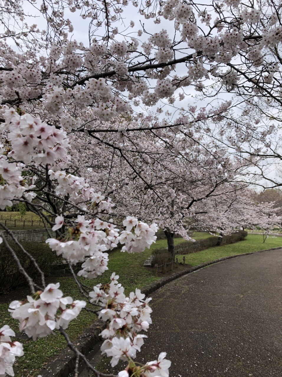 馬見丘陵公園-2021-03-25 / sikaさんさんのウォーキングの活動データ | YAMAP / ヤマップ
