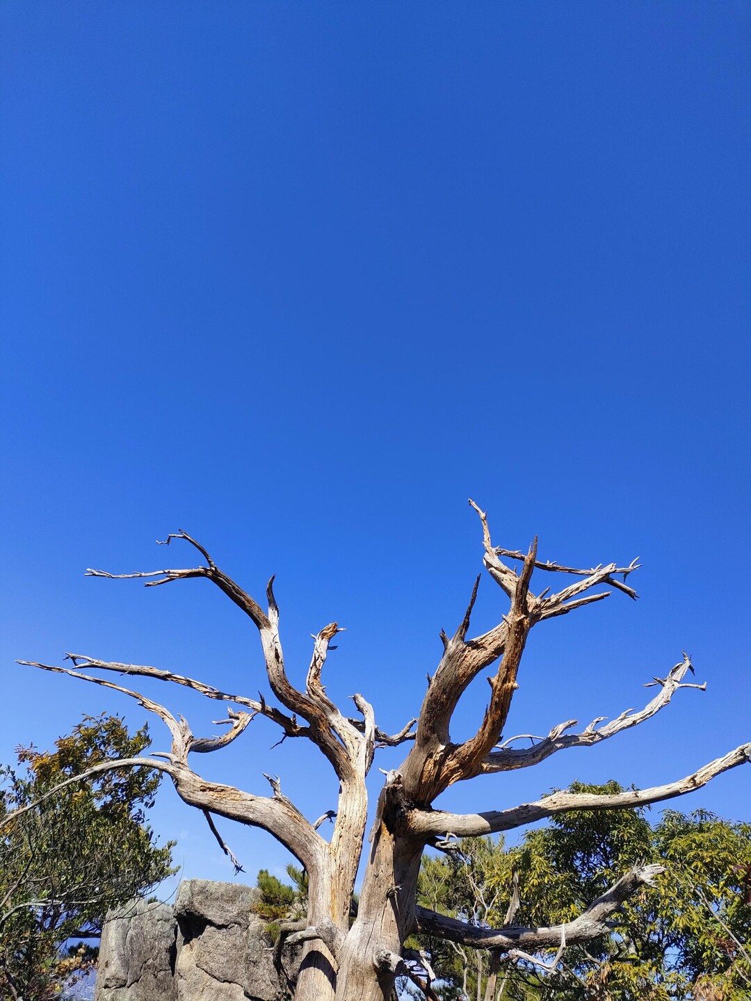 赤村ジョグる🏃🏻‍♀️💨戸城山・岩石山 / sol.さんの岩石山（岩石城）の活動データ | YAMAP / ヤマップ