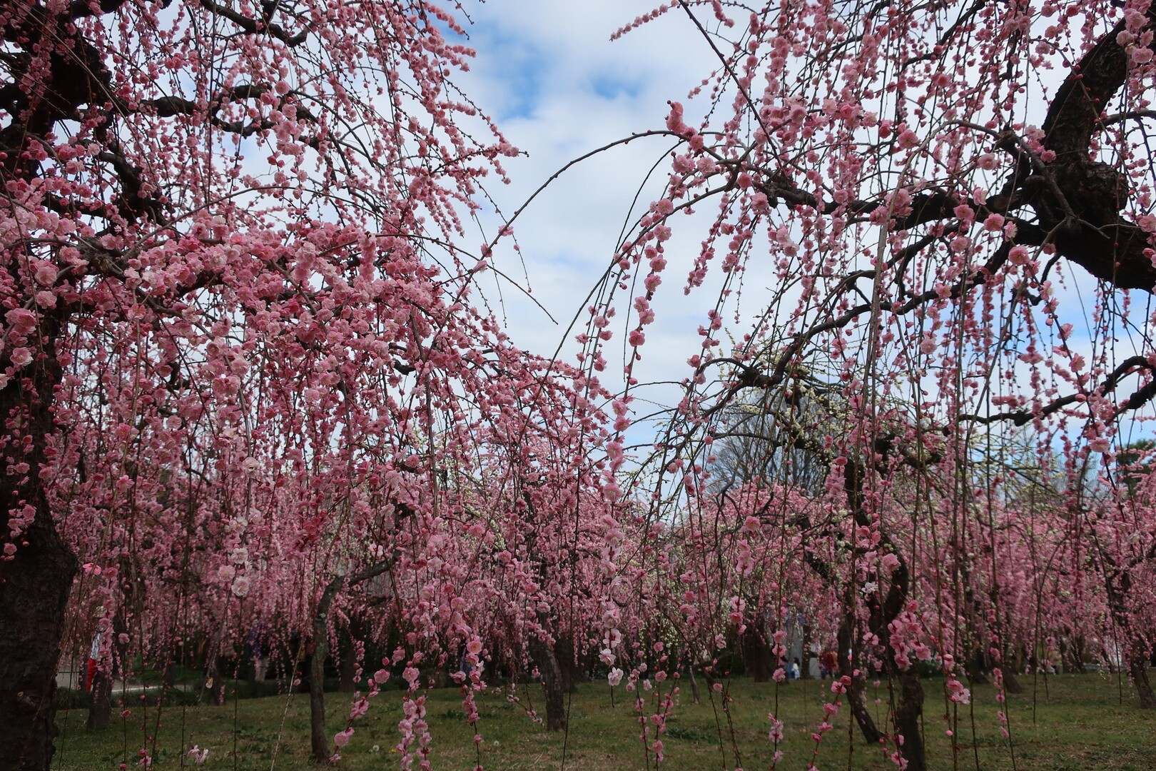 自宅から歩いて10分の名古屋農業センター... / ukonさんのモーメント | YAMAP / ヤマップ