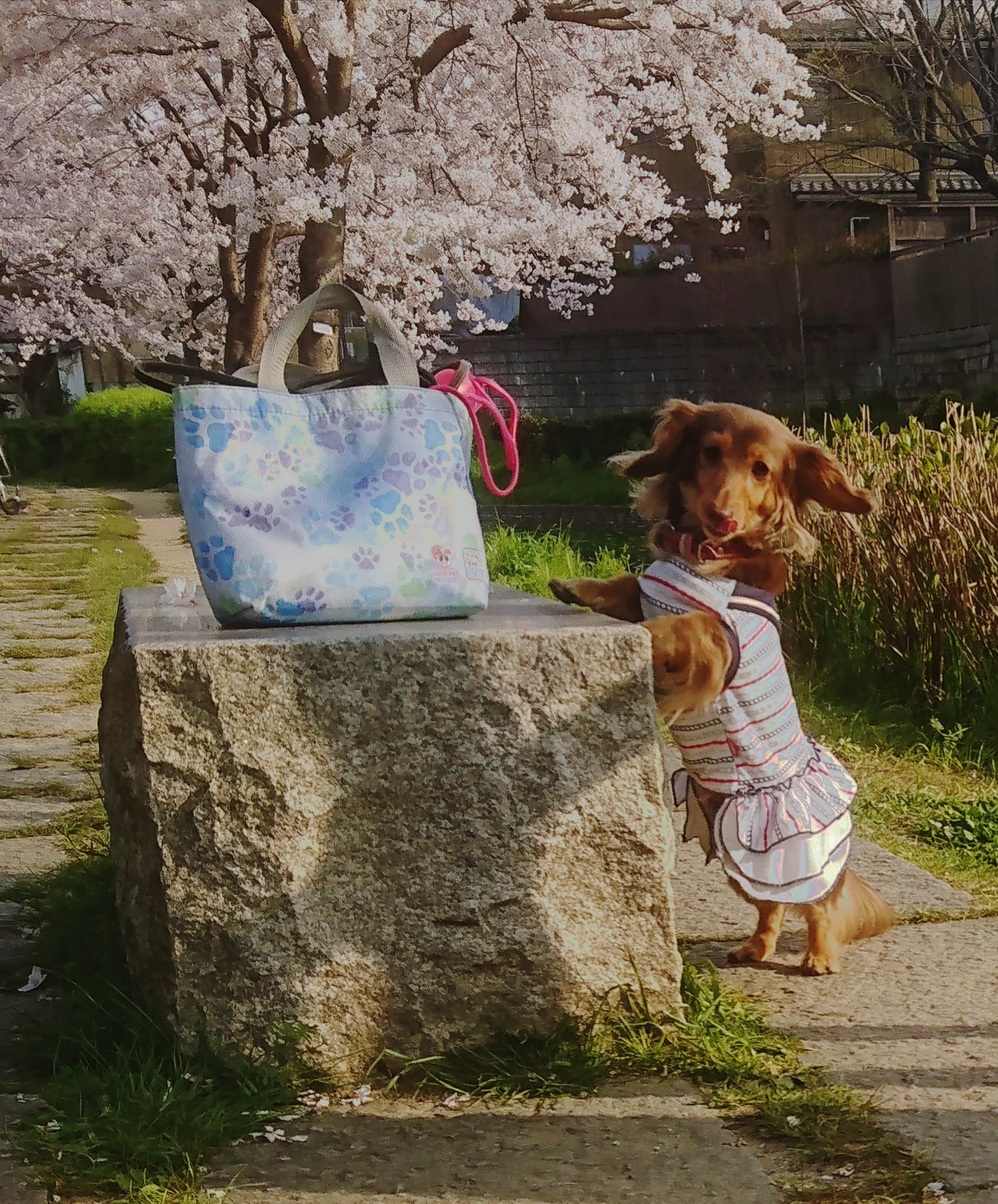 わたしもんちむ🙊、やまとも🚶なっても... / Pakkun🚶 & もんちむ🐒さんのモーメント | YAMAP / ヤマップ
