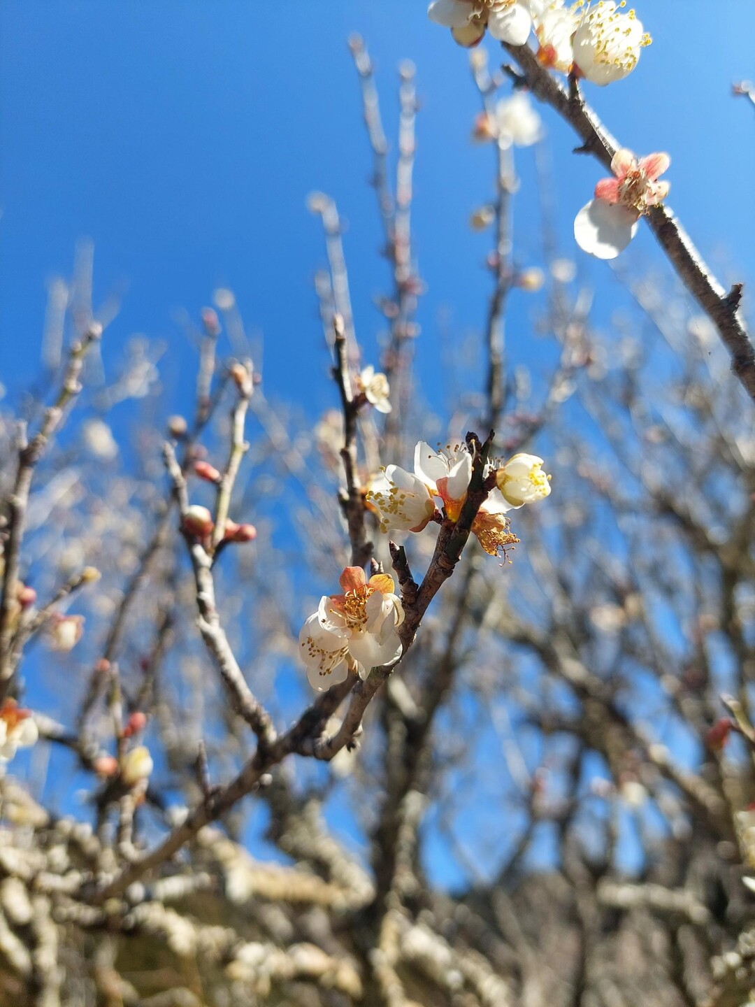 20240211 洞慶院梅園 咲き始め... / sasaさんのモーメント | YAMAP / ヤマップ