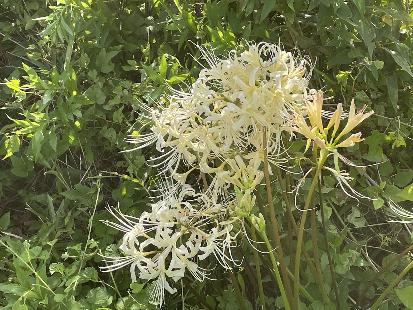 今年あまり見ることが出来なかった、白いヒ... / osamさんのモーメント | YAMAP / ヤマップ