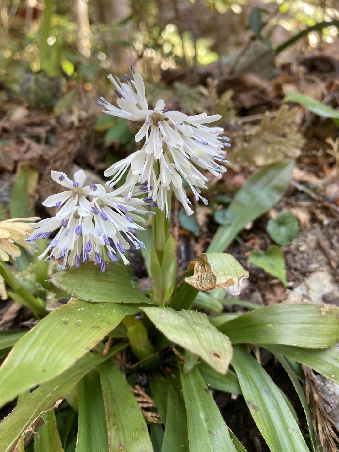 急に決めた高知遠征 / tairaさんの四国遍路その19の活動データ | YAMAP / ヤマップ