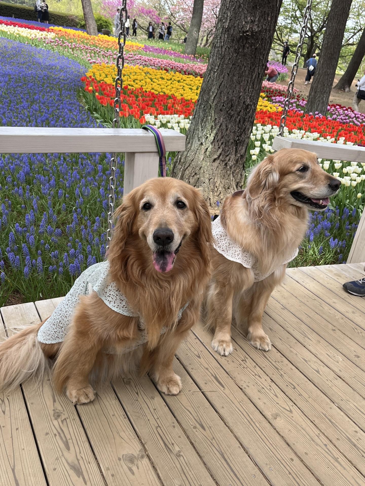 I love dogs ♥️ and c... / LILY 🇺🇸さんのモーメント | YAMAP / ヤマップ