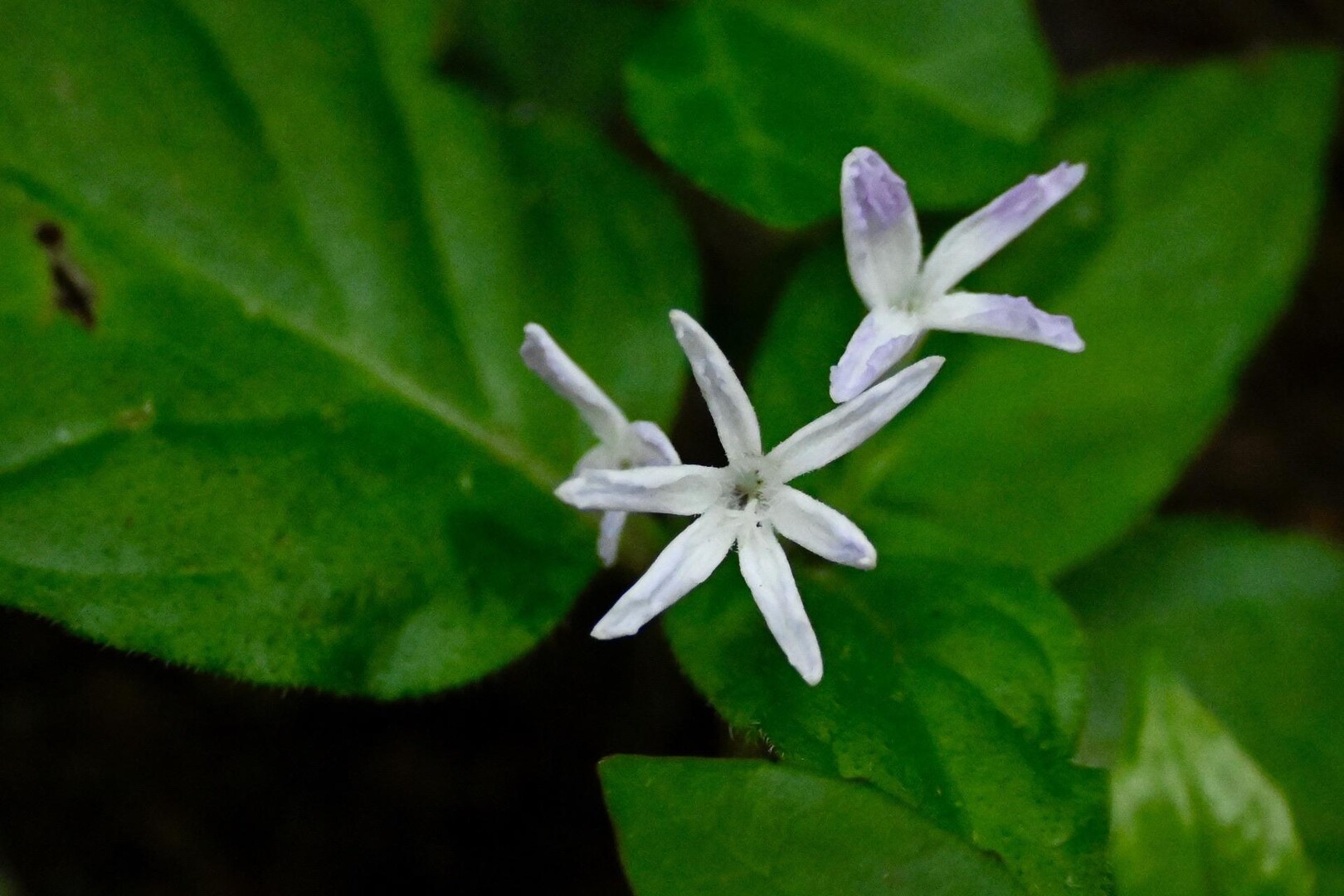 高尾山のイナモリソウに会いに来ました😄... / TAKKUNさんのモーメント | YAMAP / ヤマップ