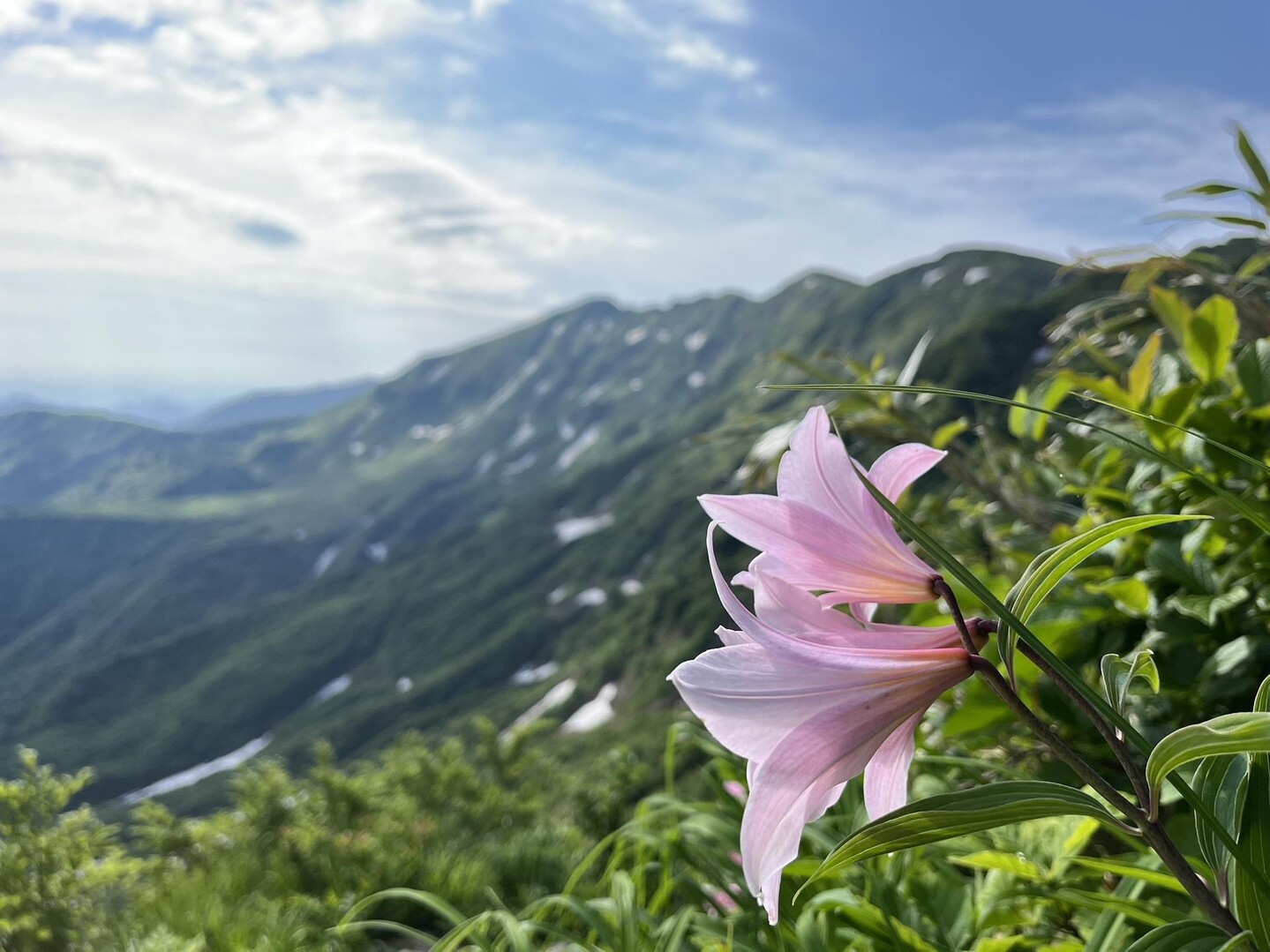 ヒメサユリが咲いたと聞き 保久礼-大岳-守門岳 往復 / tamu.kさんの守門岳・大岳・網張山の活動データ | YAMAP / ヤマップ