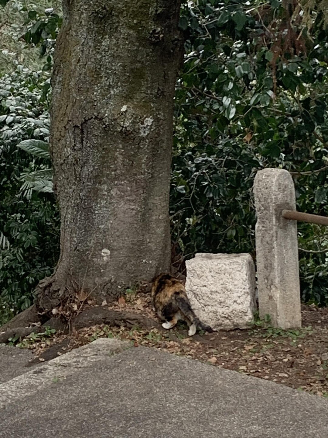 音羽山・兜山 / pu_sanさんの音羽山・醍醐山の活動データ | YAMAP / ヤマップ