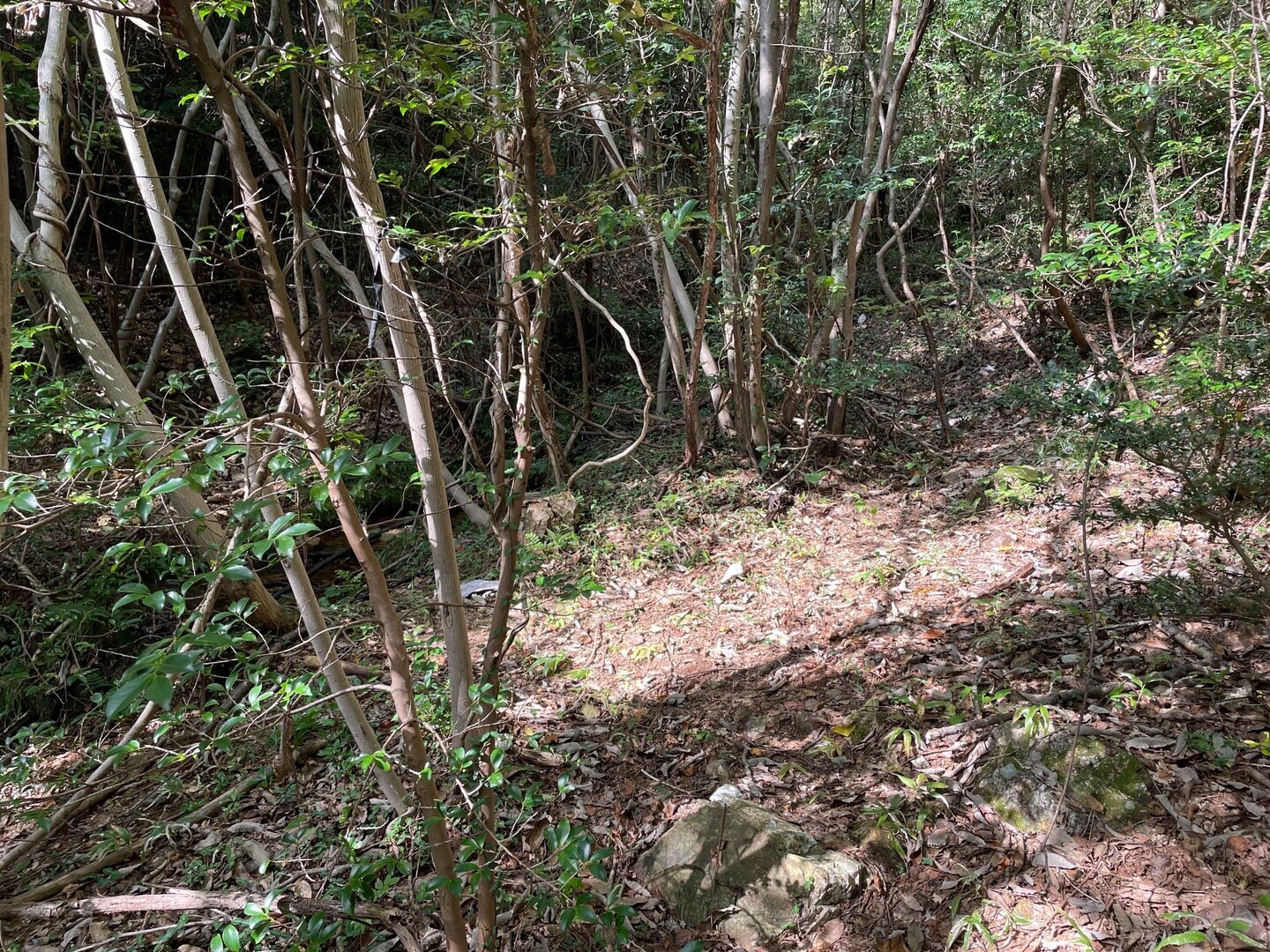 osamさんの投稿したフィールドメモ | YAMAP / ヤマップ