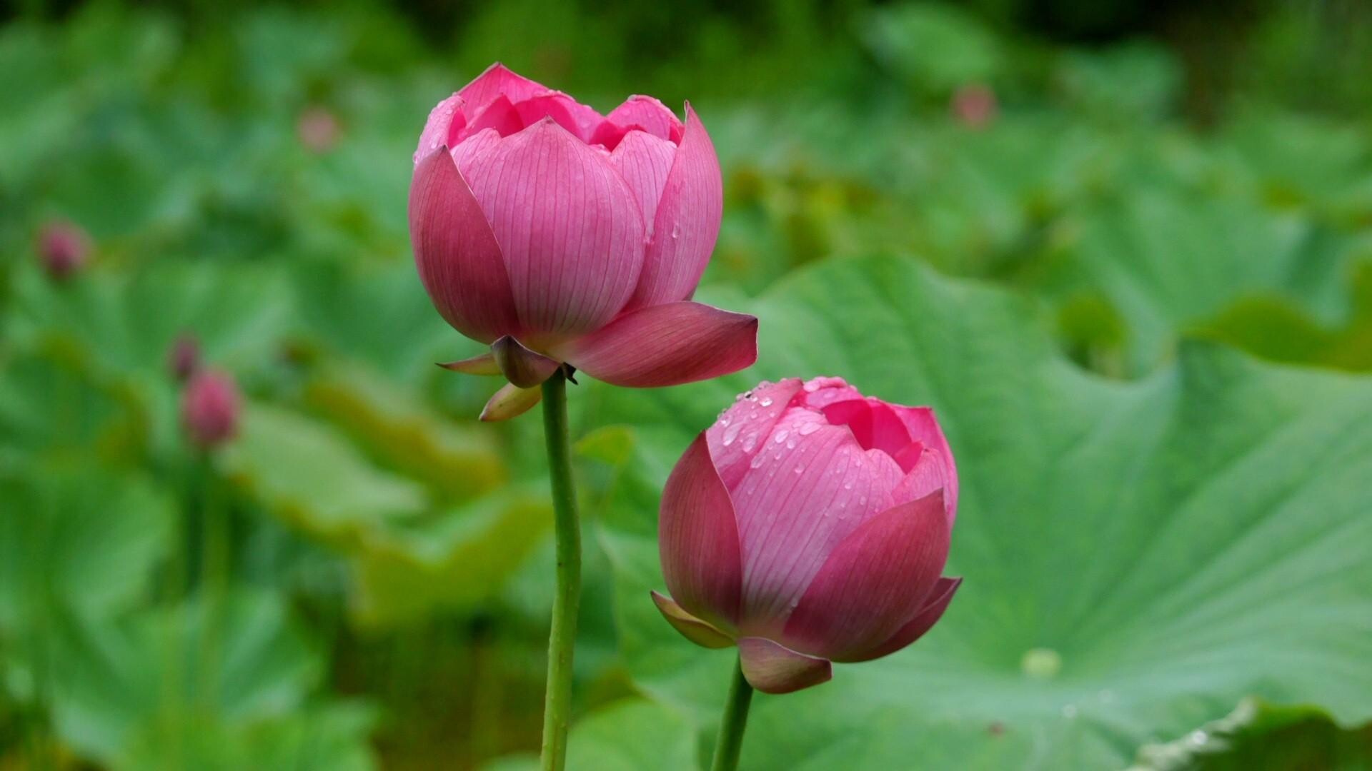 梅雨入りして☔マークばかりだけど、良くも... / 3104さんのモーメント | YAMAP / ヤマップ