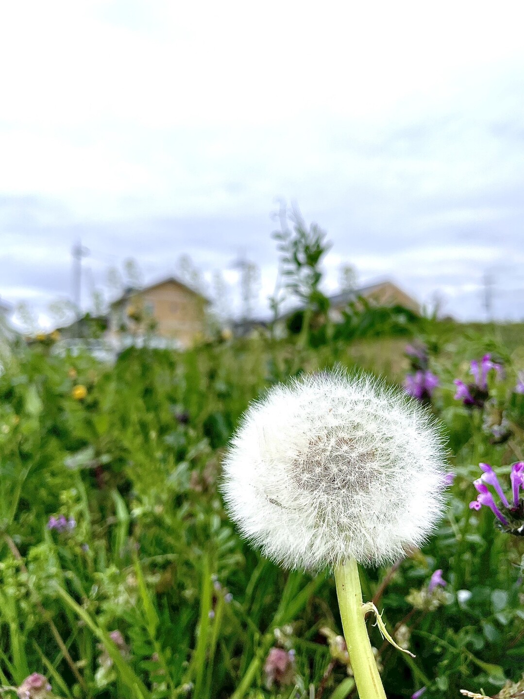 出勤前の朝さんぽ7.5キロ😎 日頃注目... / ma-sa45さんのモーメント | YAMAP / ヤマップ