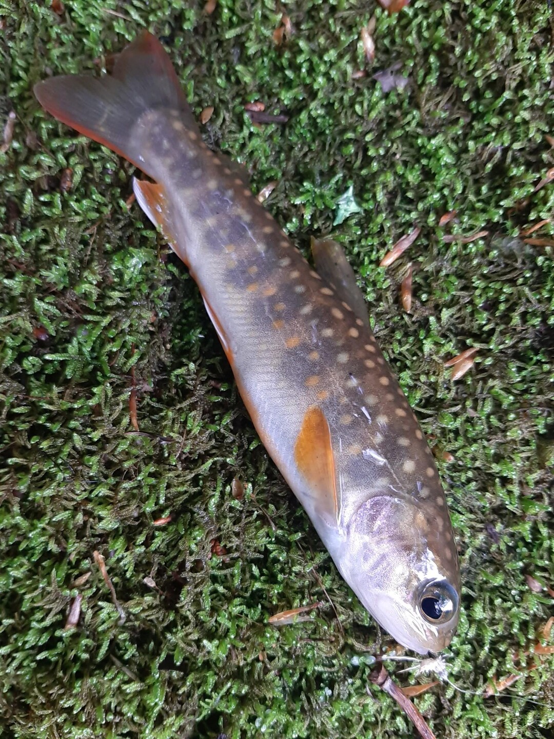 2024/5/2(木) 今シーズン初のフ... / クンクン007さんのモーメント | YAMAP / ヤマップ