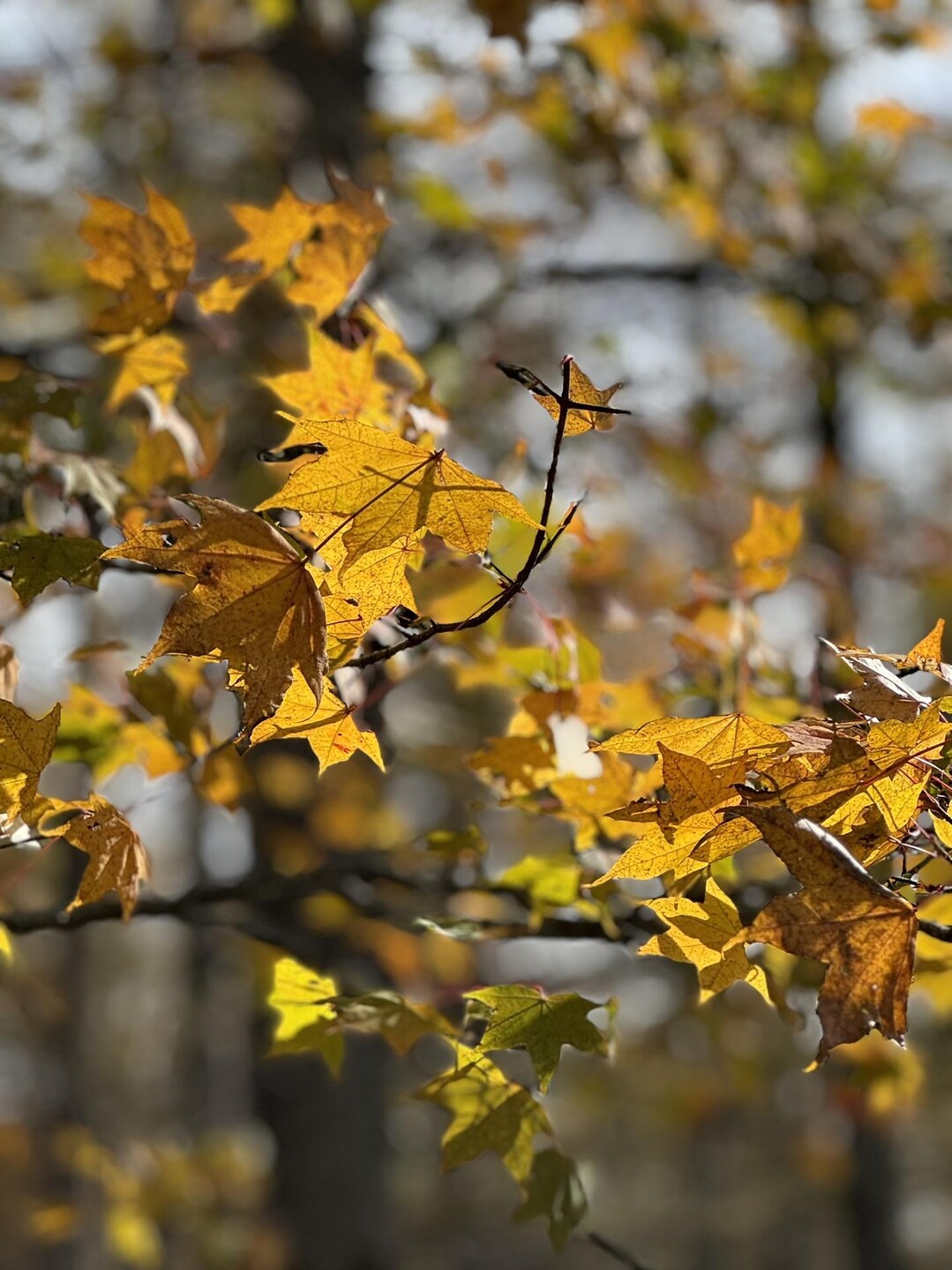 ゆるっと入笠山🍄🍁🍂 / nonnonさんの入笠山の活動データ | YAMAP / ヤマップ