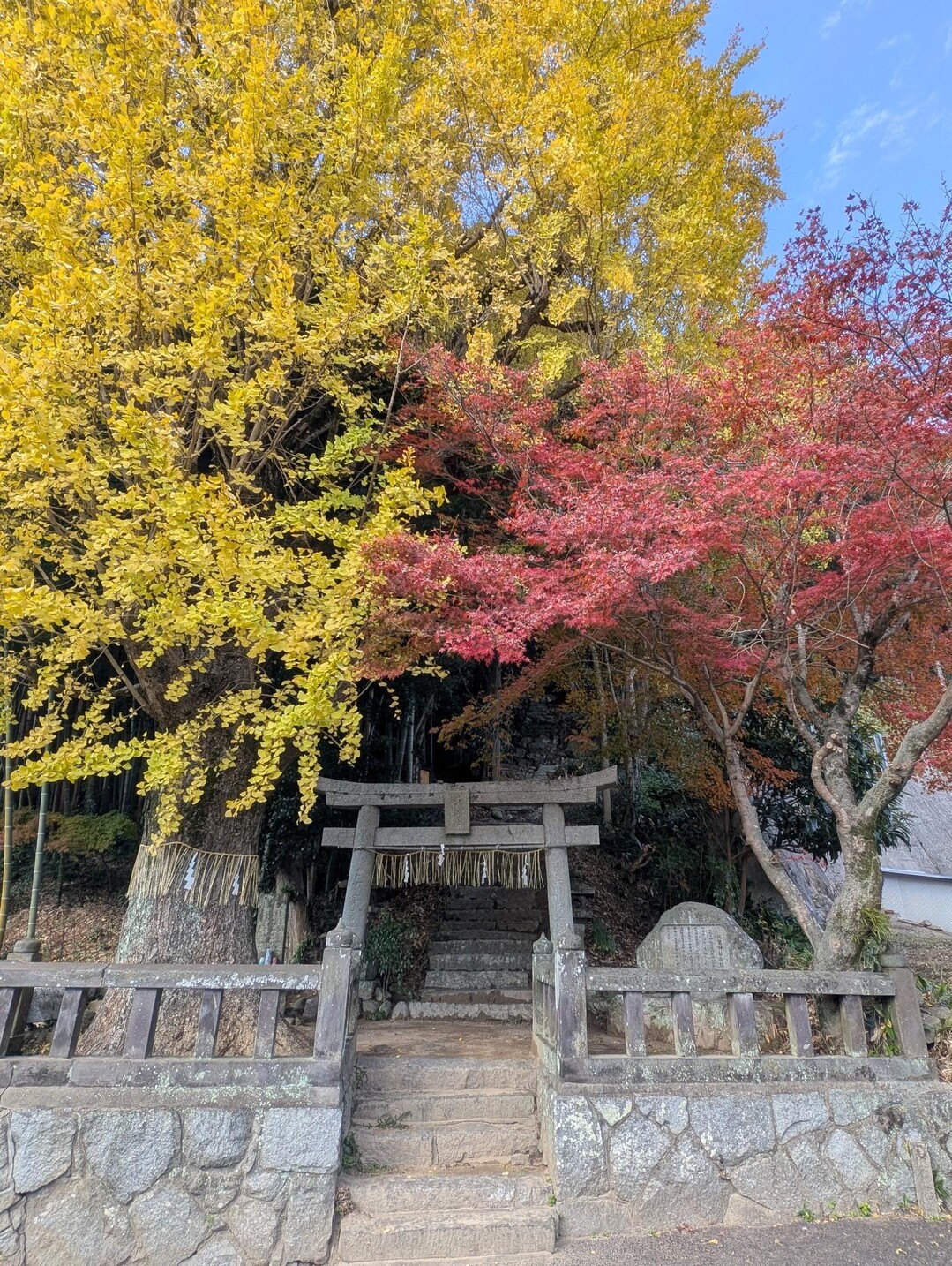 雲取山〜福智山〜金剛山PH / ぴさんの福智山・尺岳・雲取山の活動データ | YAMAP / ヤマップ
