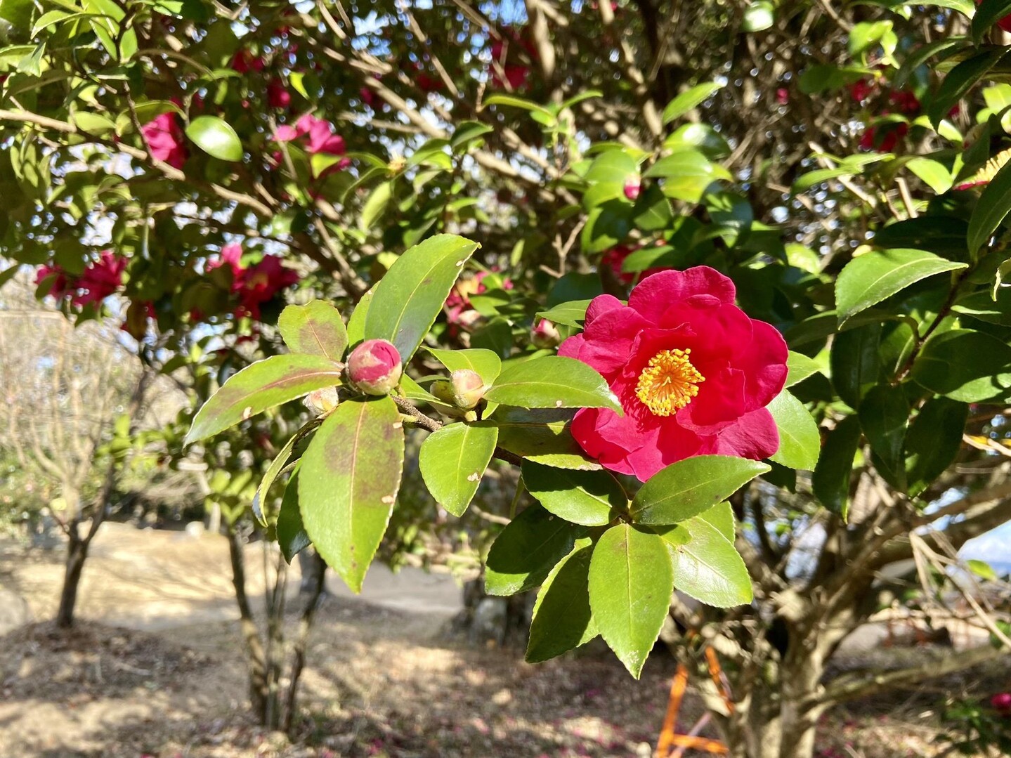 福山1（おやつ） / me youさんの福山・江田山・高鳥居山の活動データ | YAMAP / ヤマップ