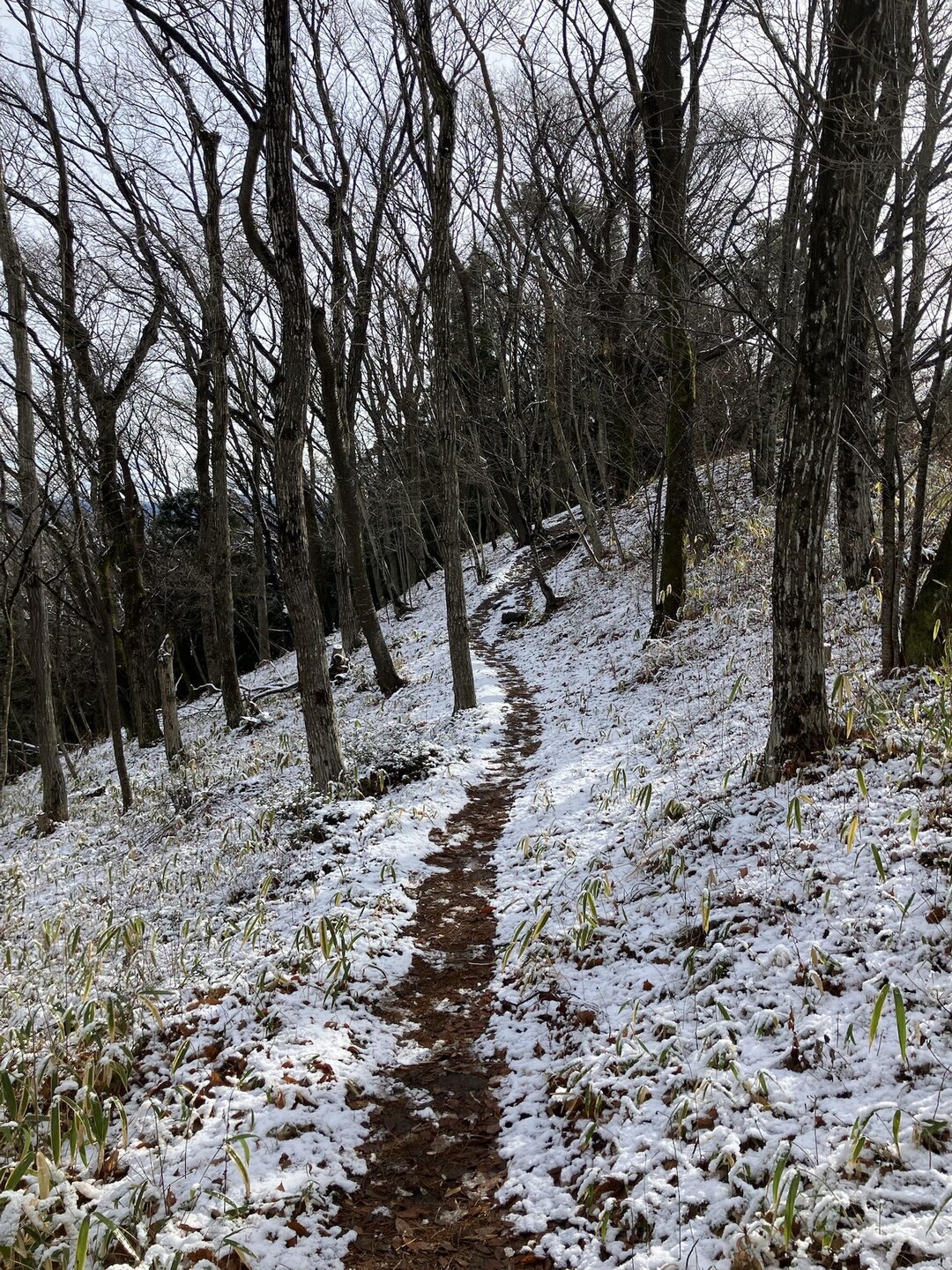 葉山 / YS。さんの郡山市の活動データ | YAMAP / ヤマップ