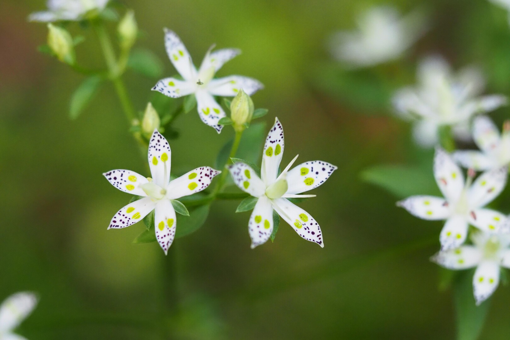 油山で足トレ植物観察 / 真ちゃんJI-JIさんの油山・荒平山・片縄山の活動データ | YAMAP / ヤマップ